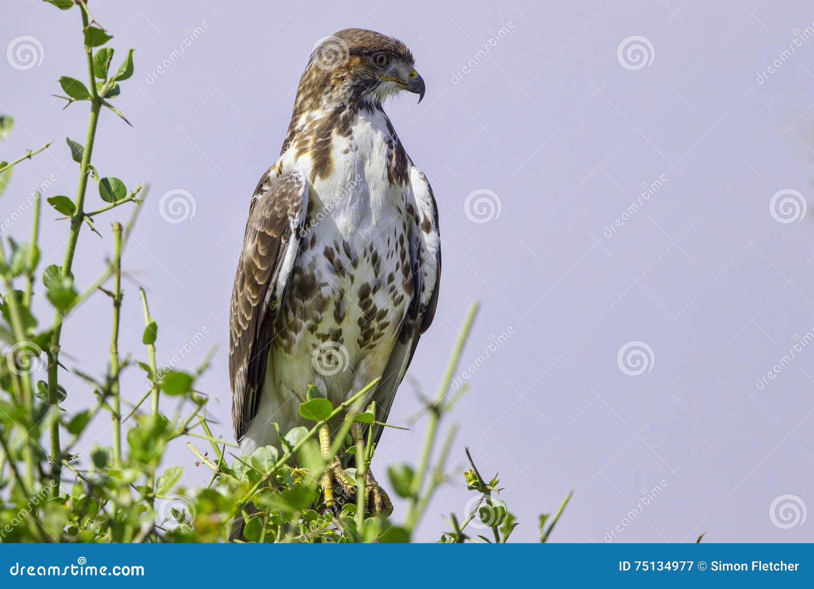 Augur Buzzard African Bird Of Prey In Black White At Ngorongoro Crater ...
