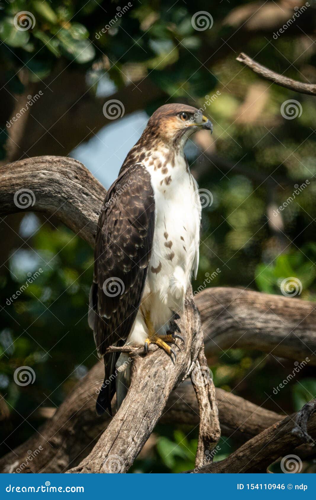 Augur Buzzard Perches on Branch with Catchlight Stock Photo - Image of ...