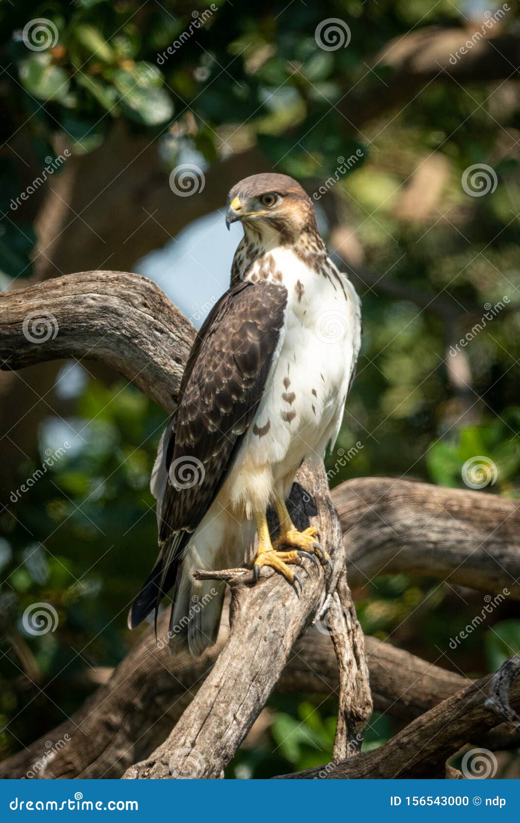 Augur Buzzard Perches on Branch Looking Down Stock Photo - Image of ...