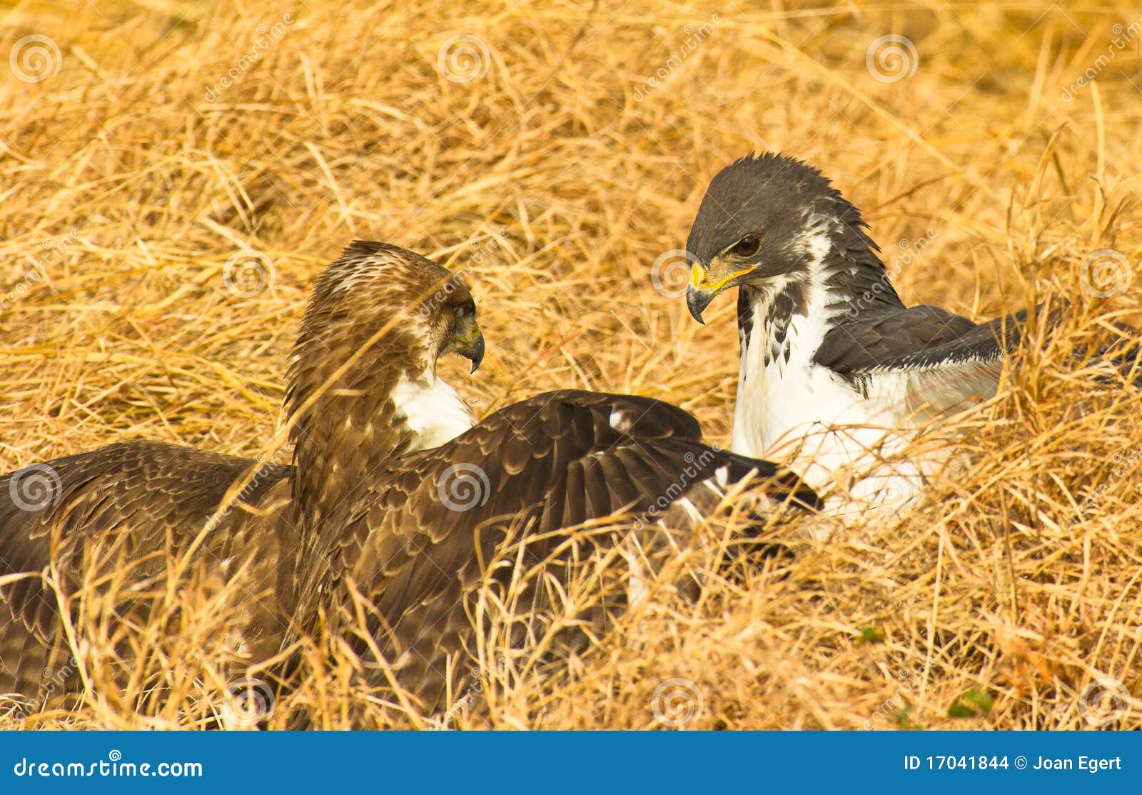 The Augur Buzzards dispute stock photo. Image of confrontation - 17041844