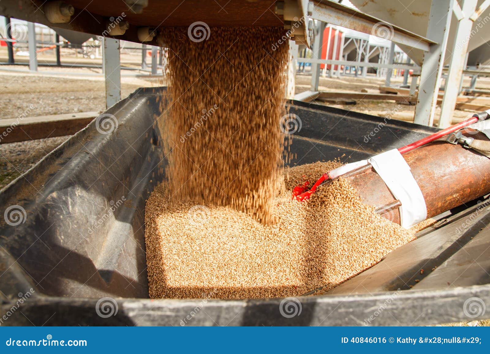 Auguring wheat stock photo. Image of farm, focus, treated - 40846016