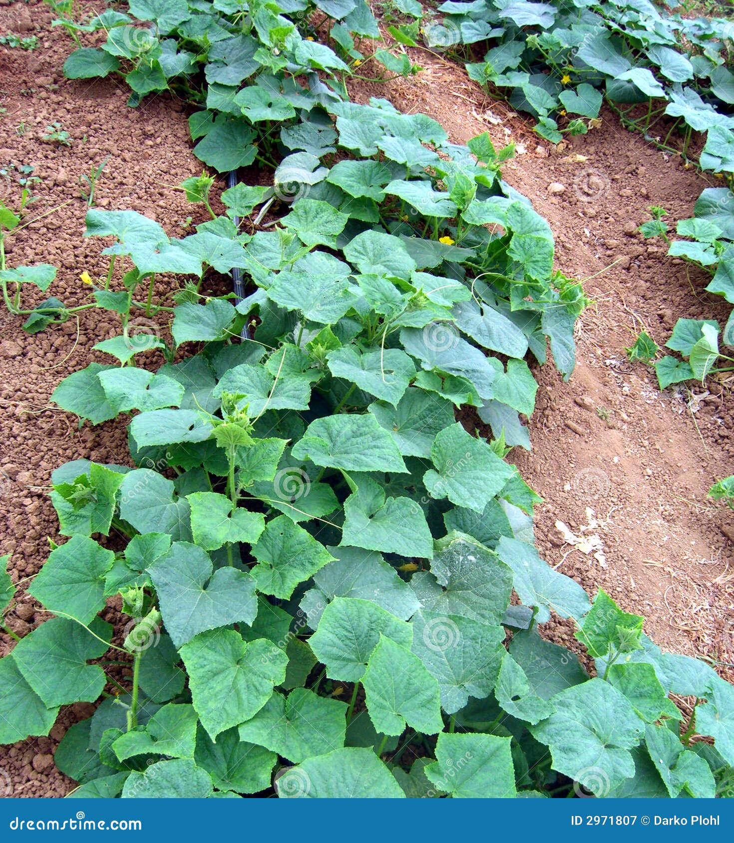 Augurk Sativus Cucumis stock afbeelding. Image of tuin - 2971807