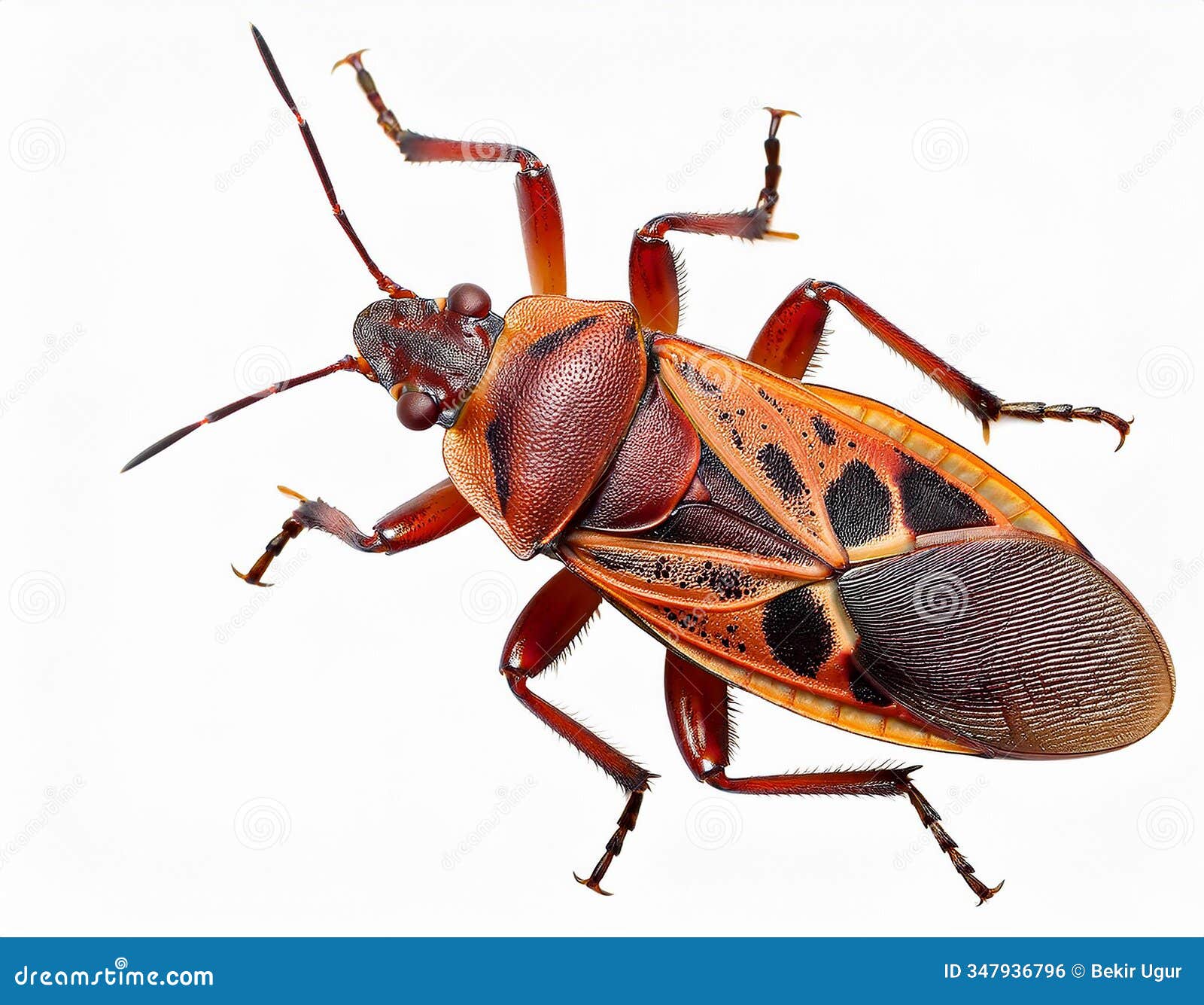 August Bug, Isolated on a White Background Stock Illustration ...