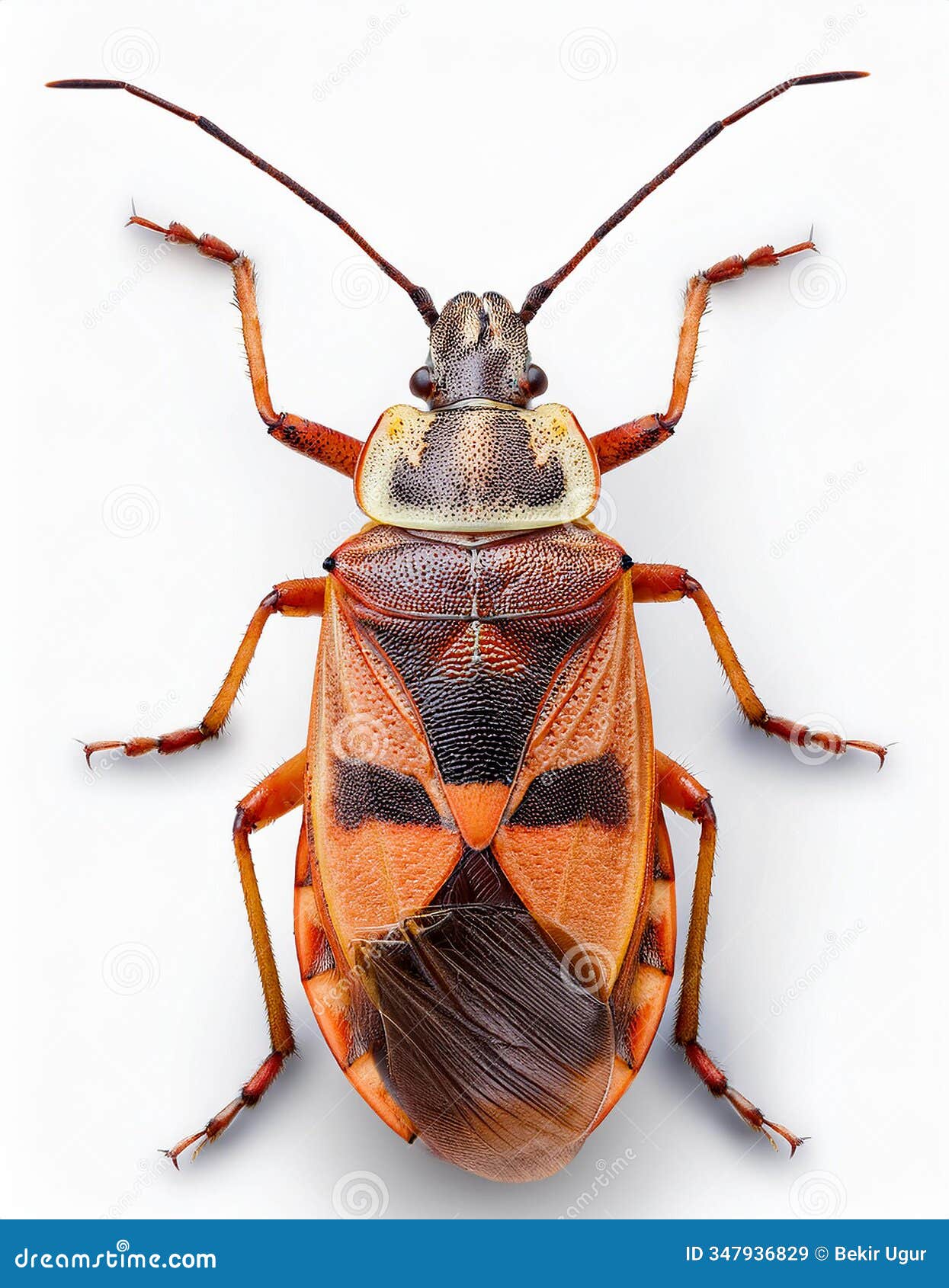 August Bug, Isolated on a White Background Stock Illustration ...