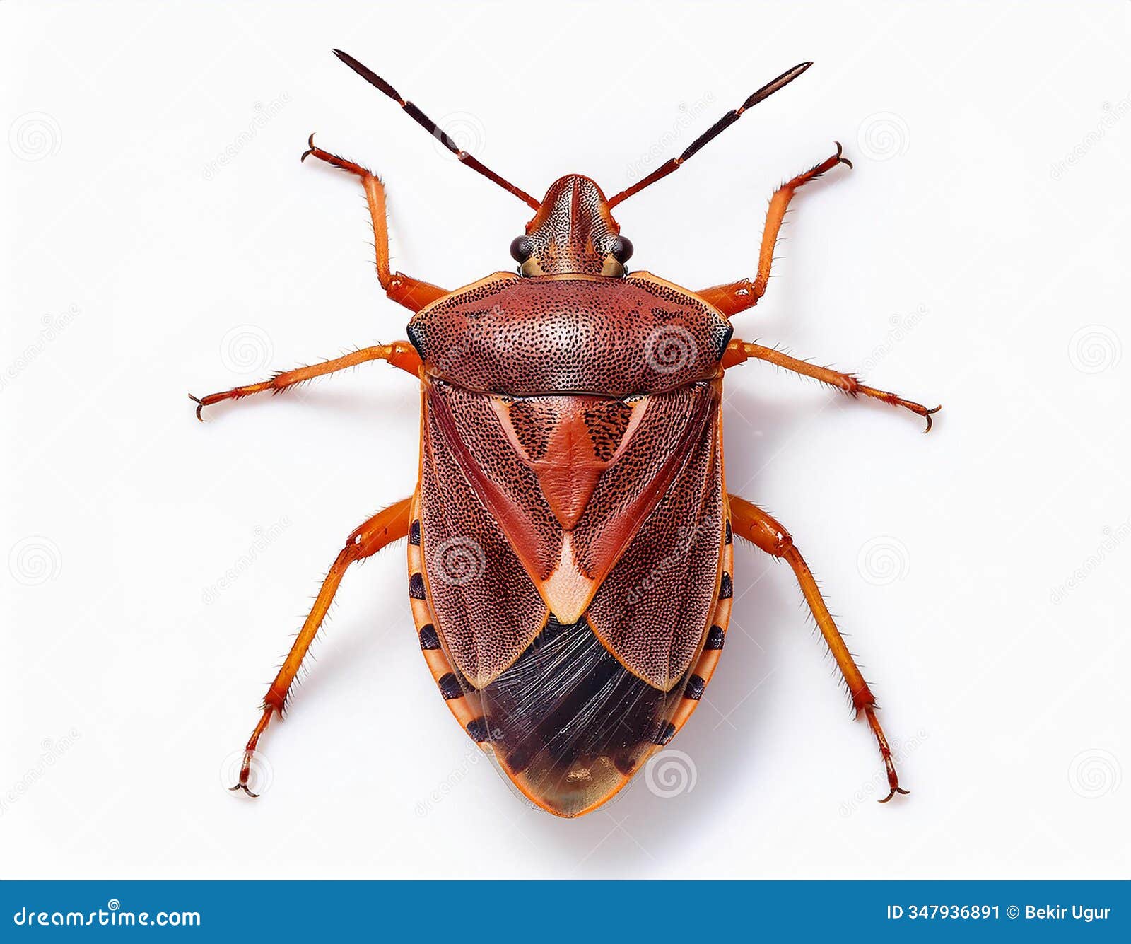 August Bug, Isolated on a White Background Stock Illustration ...