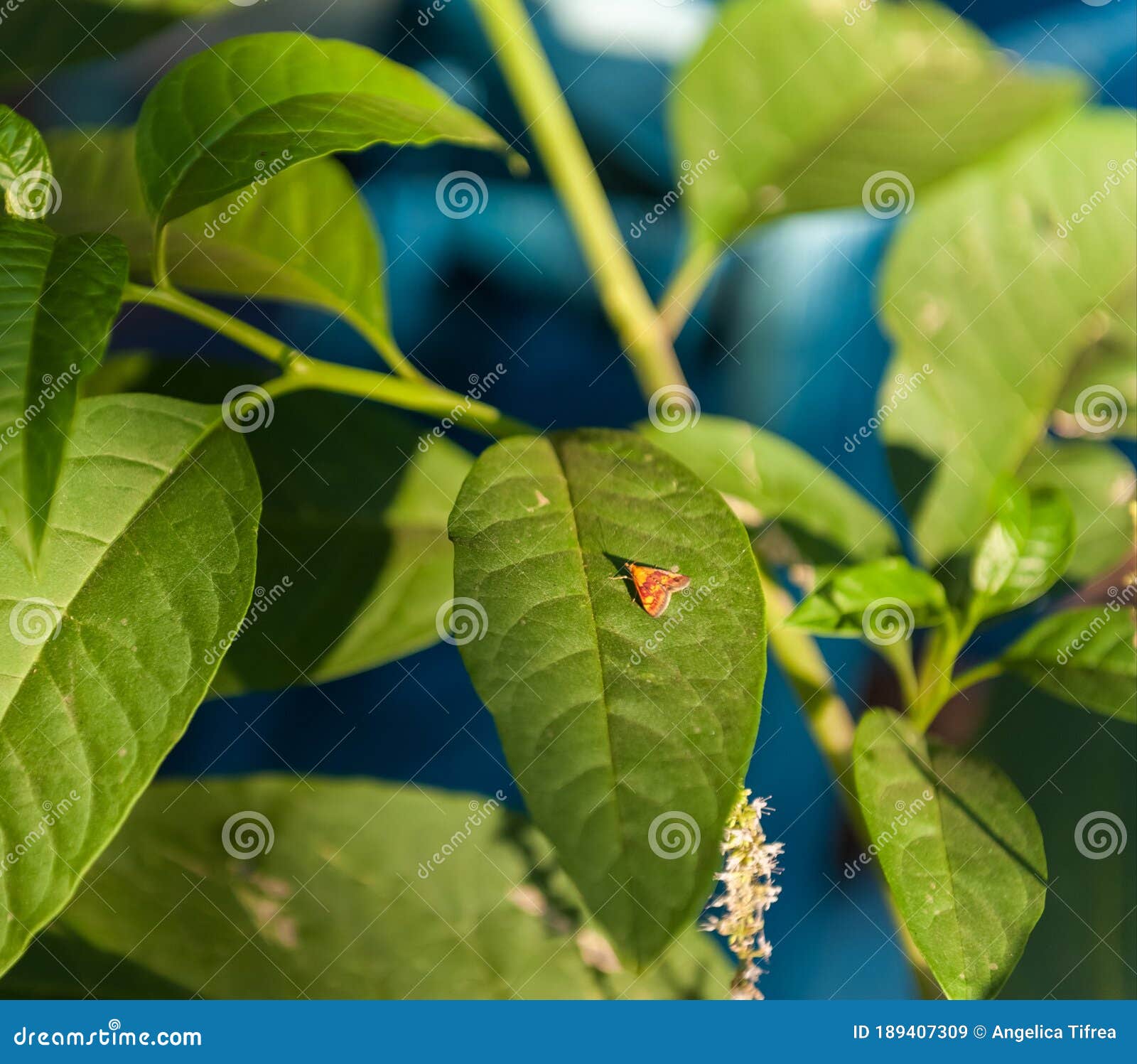 Butterfly And Leaves Stock Image | CartoonDealer.com #14607379