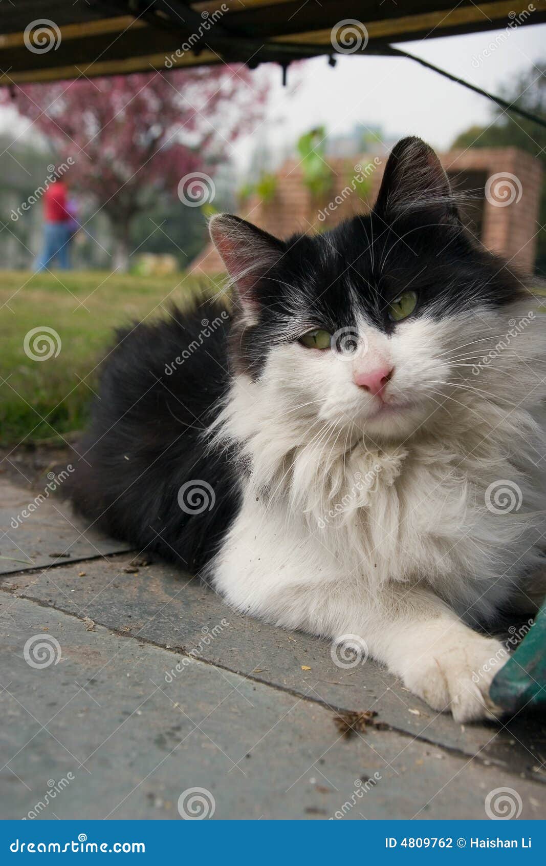 August Cat Picture. Image: 4809762