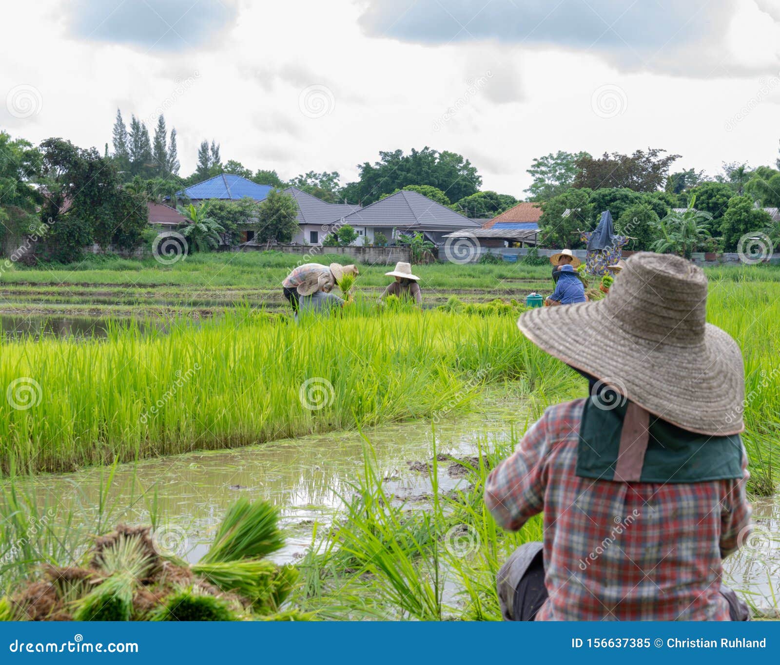 View of Workers on the Rice Field during Work Stock Image - Image of ...