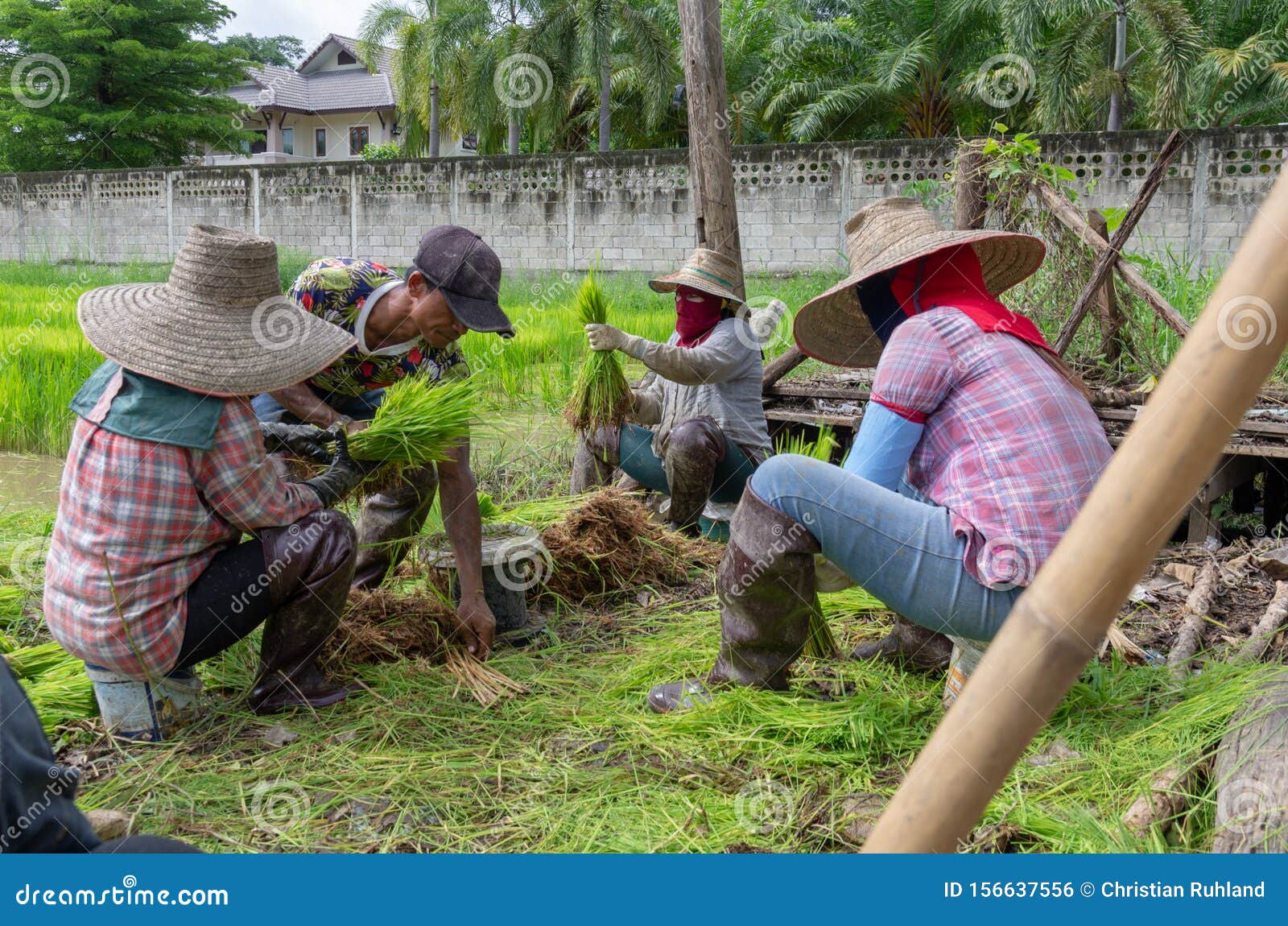 Workers on a Rice Field Prepare Young Rice Plants for Sawing Editorial ...