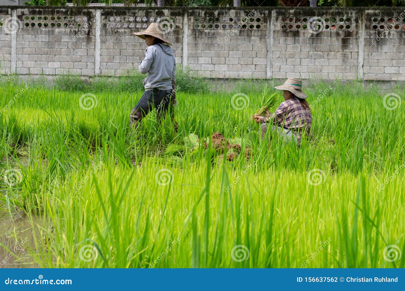 Two Workers Sow Young Rice Plants Editorial Photography - Image of ...
