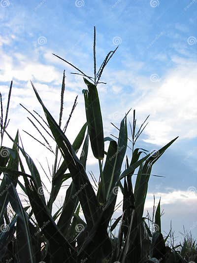 August Corn-4077 stock image. Image of field, crop, tree - 18147