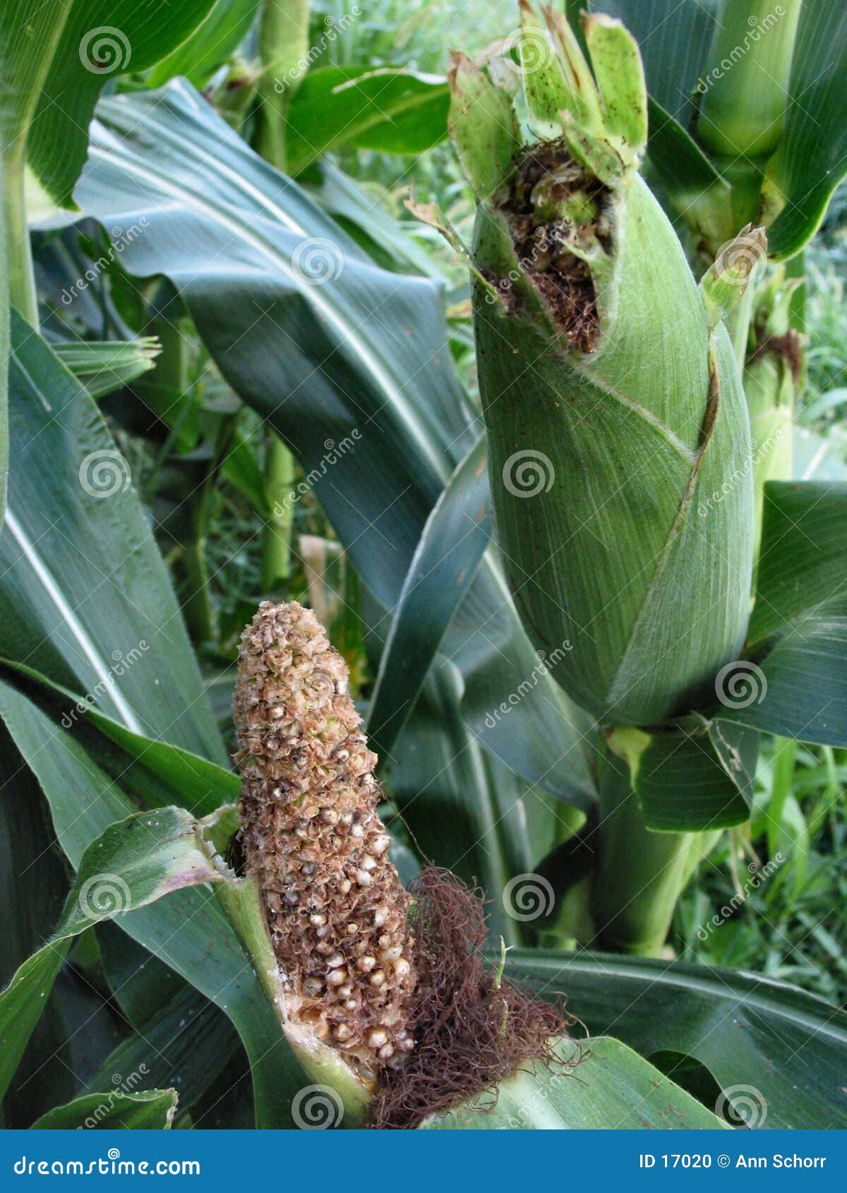 August Corn-4084 stock photo. Image of farming, farm, crop - 17020