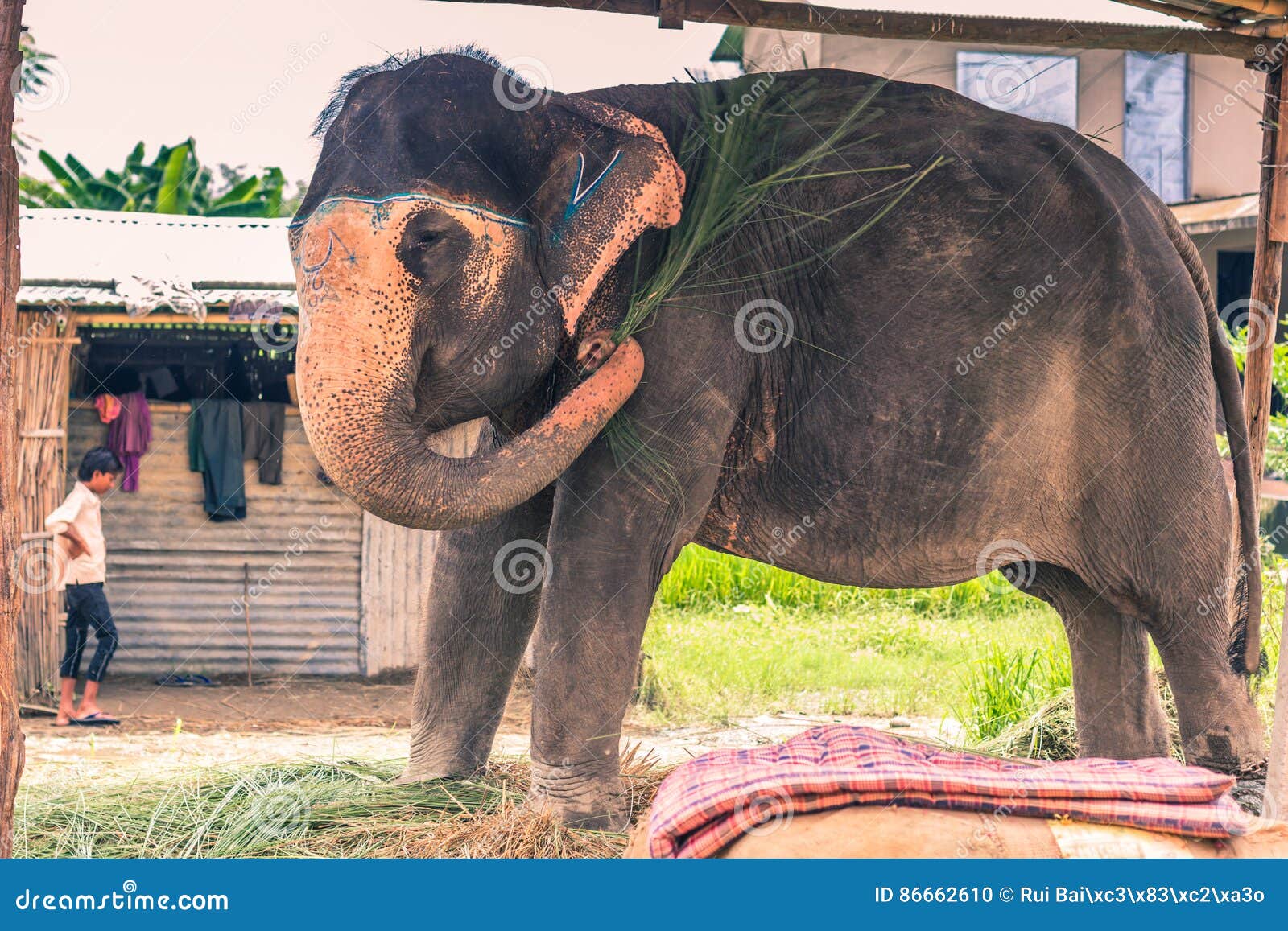 August 27, 2014 - Domestic Elephant in Sauraha, Nepal Editorial Image ...