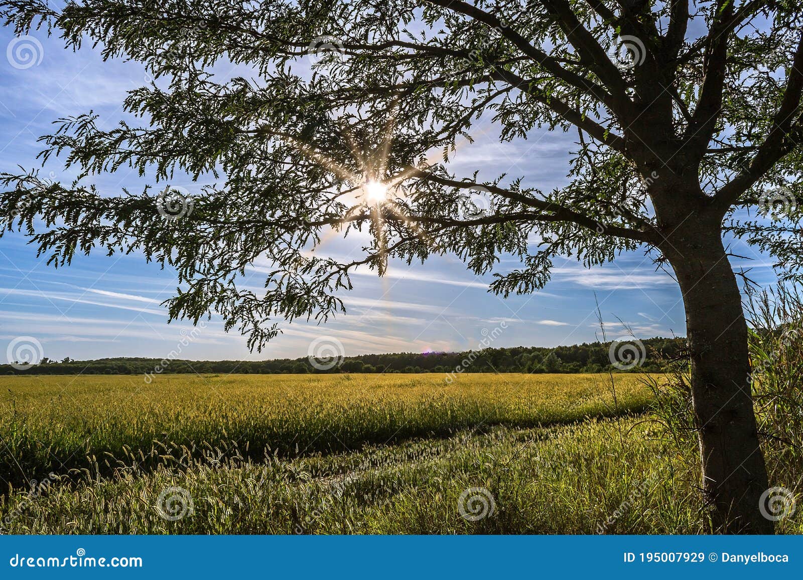 August at the end stock image. Image of sunlight, flora - 195007929