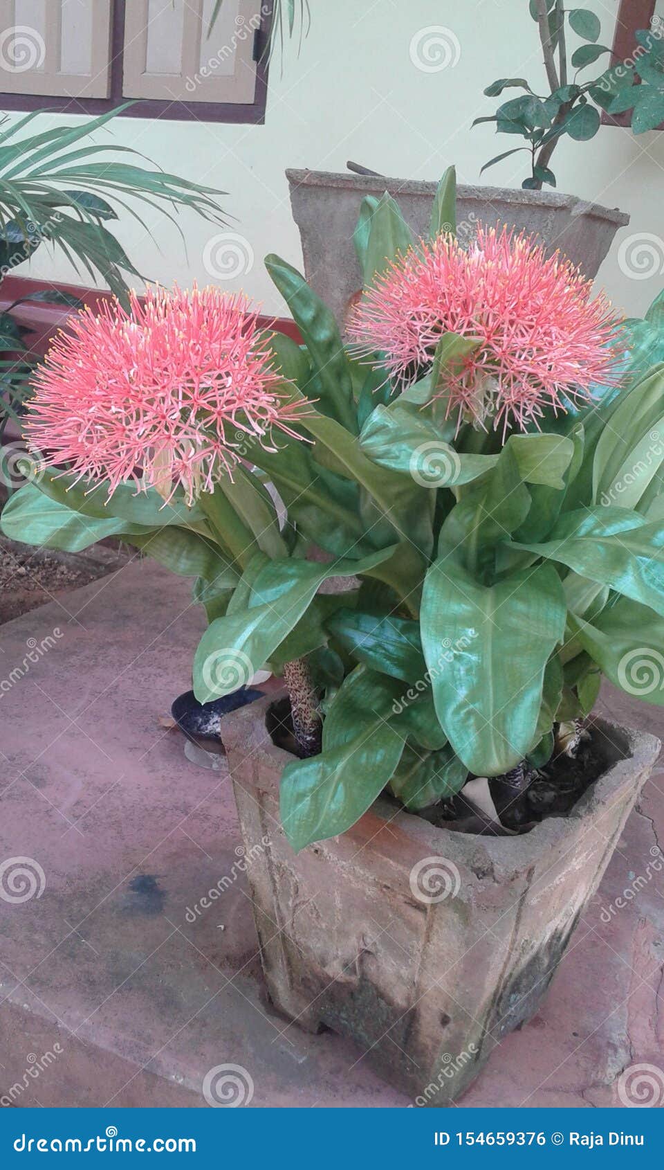 August flower stock photo. Image of august, house, flower - 154659376