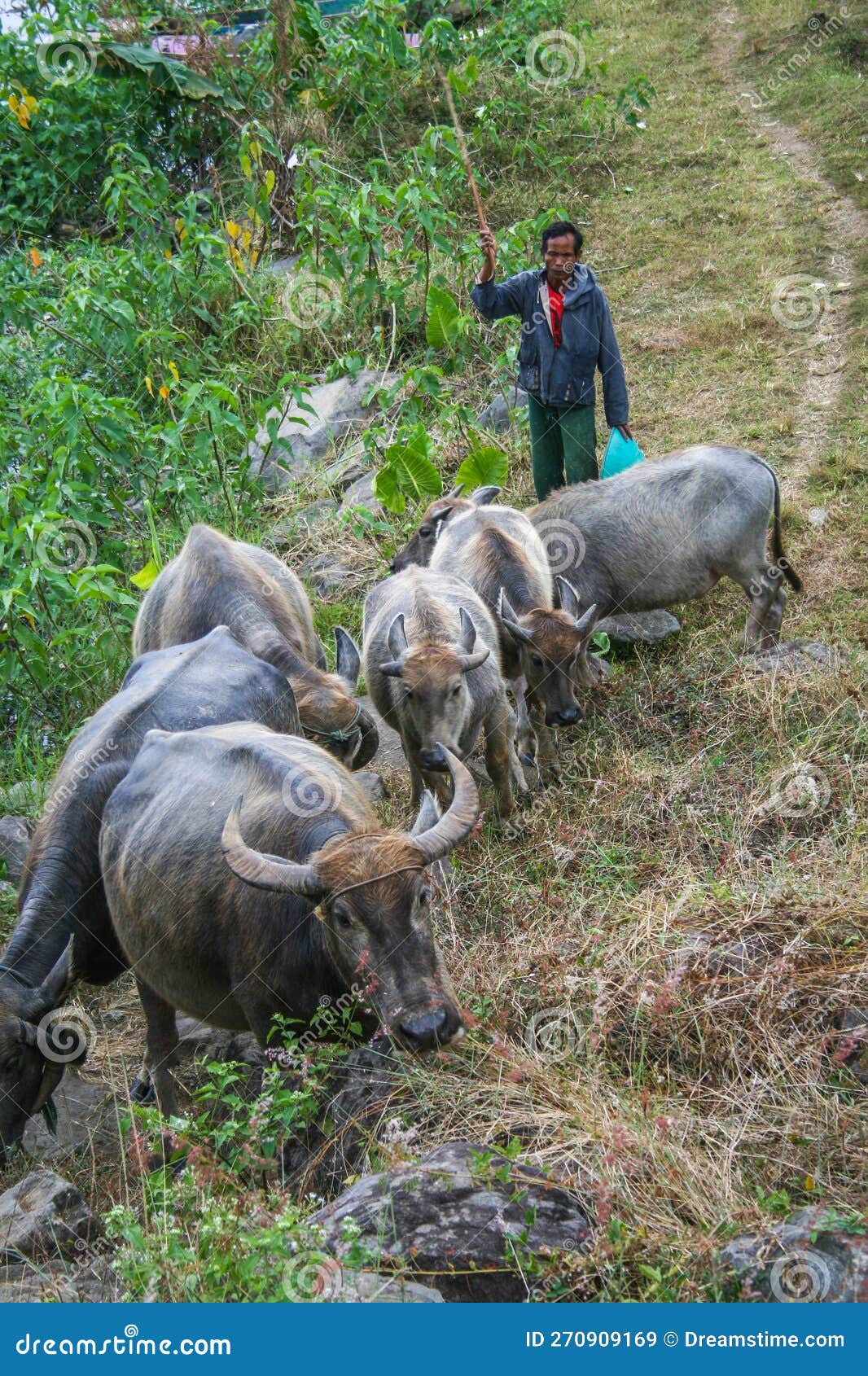 August 11, 2007 in Indonesia, a Man Herding Buffalo in a Grassy Area ...