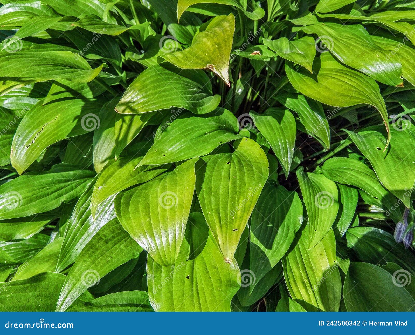 August-lily Hosta Plantaginea Plant Stock Photo - Image of plant ...