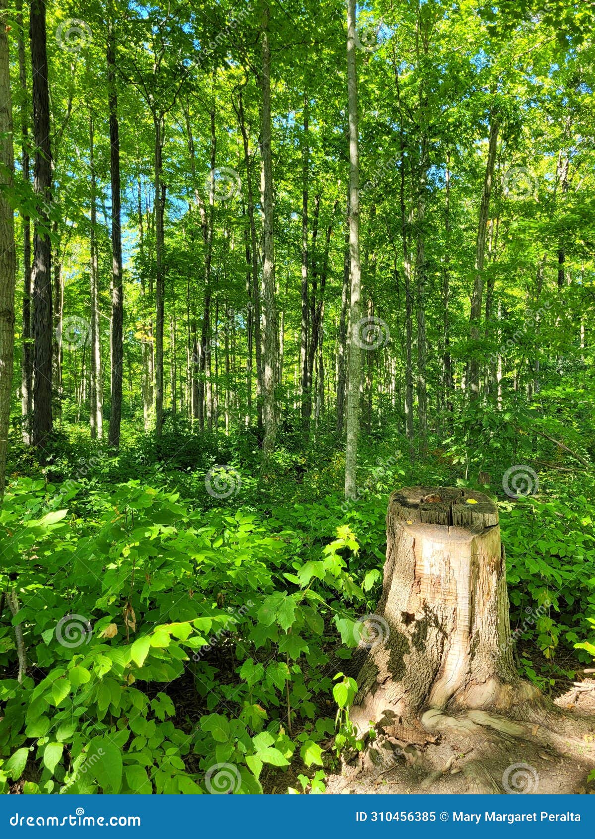 August Sun on a Tree Stump stock image. Image of canada - 310456385