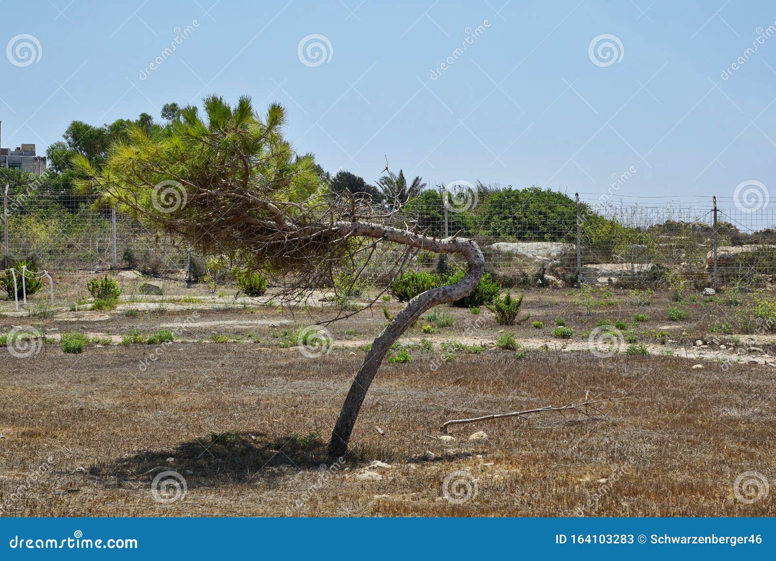 Deformed Tree In The Forest On The Way To Knappen Hill, Vestfold ...