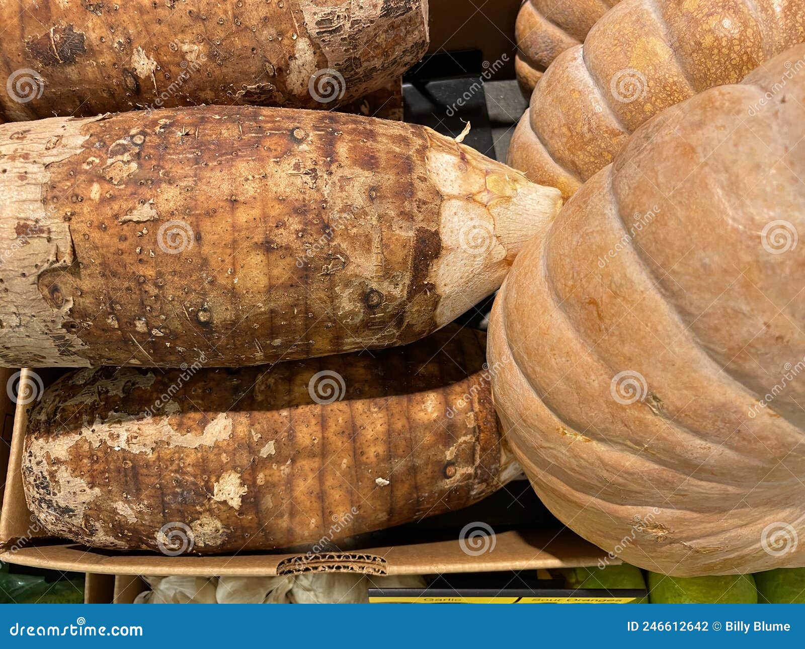 Yuka Or Yucca Palm Tree Stock Image | CartoonDealer.com #13547377