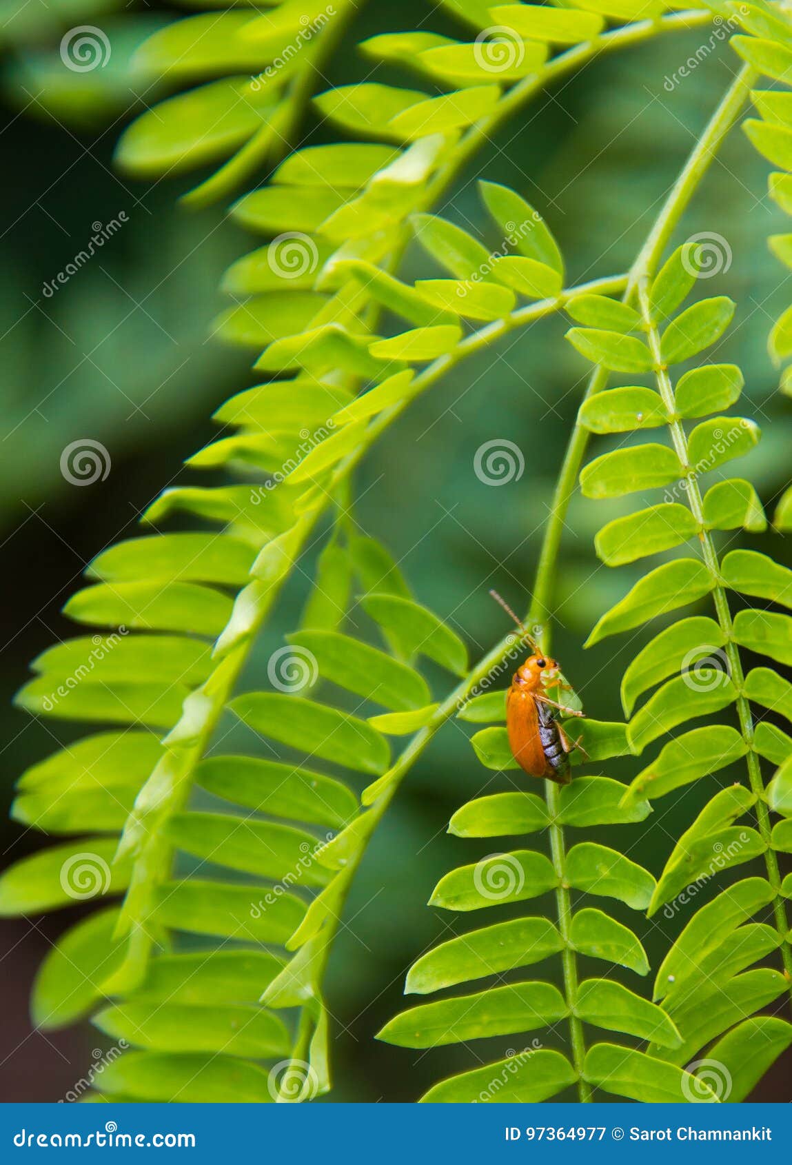 Aulacophora indica. stock image. Image of cucurbit, forward - 97364977