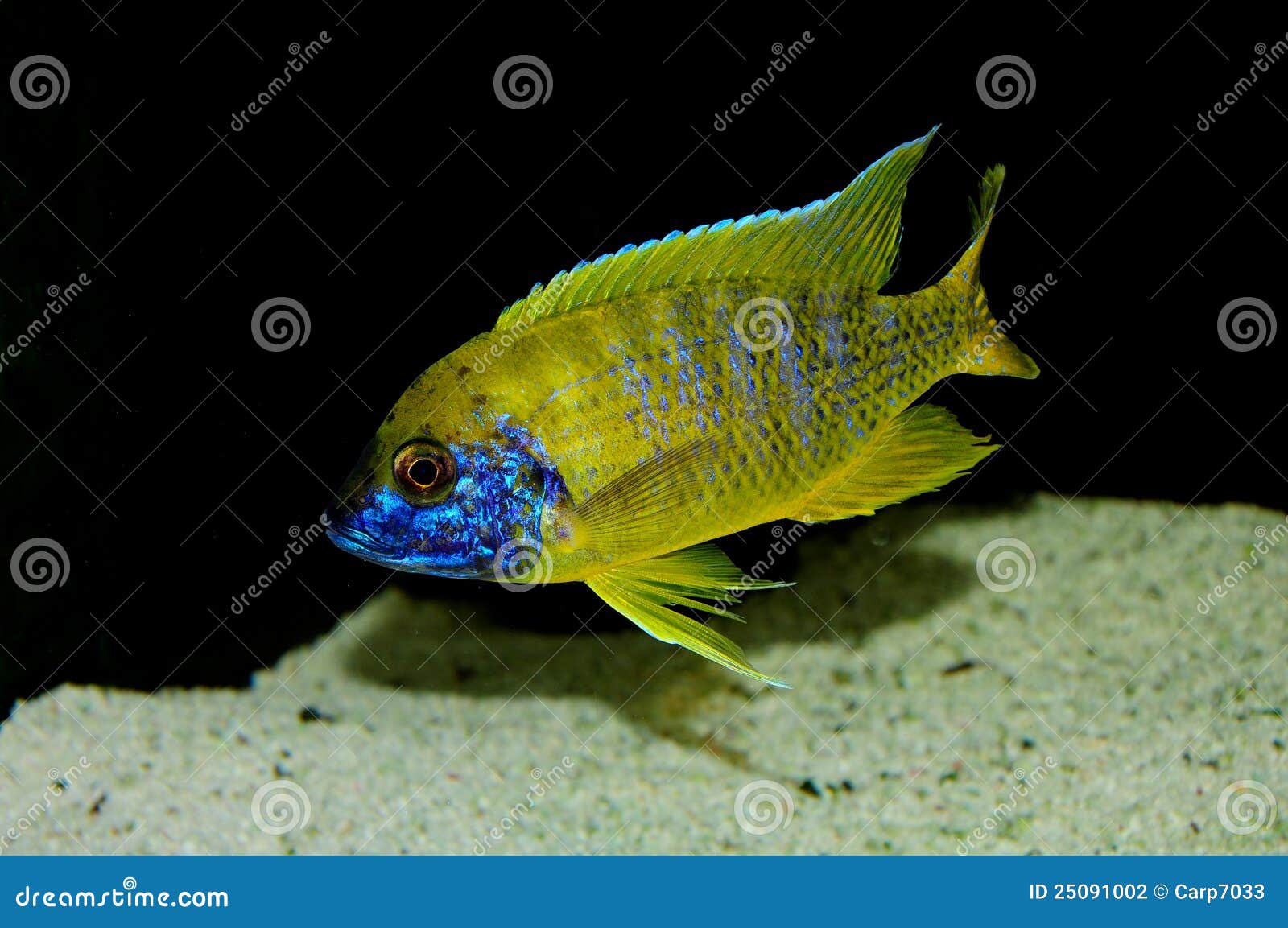 Aulonocara `Firefish`Adult Fire Red Fish Swimming In The Water Stock ...