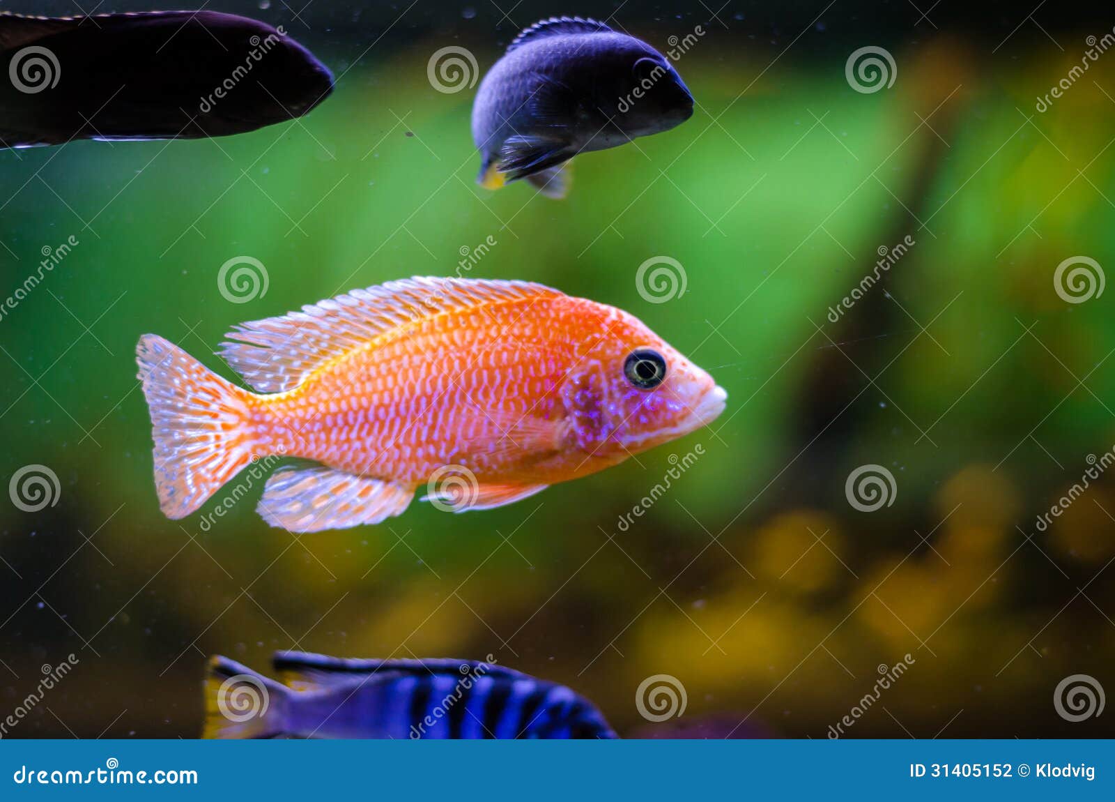 Aulonocara `Firefish`Adult Fire Red Fish Swimming In The Water Stock ...