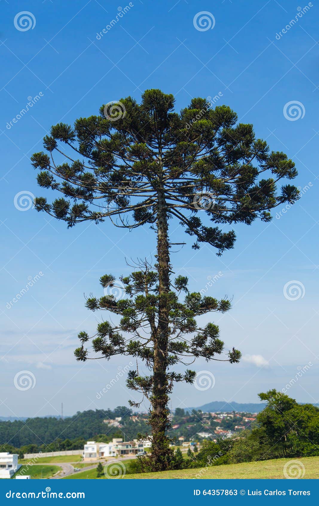 Auracaria tree in Brazil stock image. Image of candelabra - 64357863 Auracaria tree in Brazil stock image. Image of candelabra - 64357863