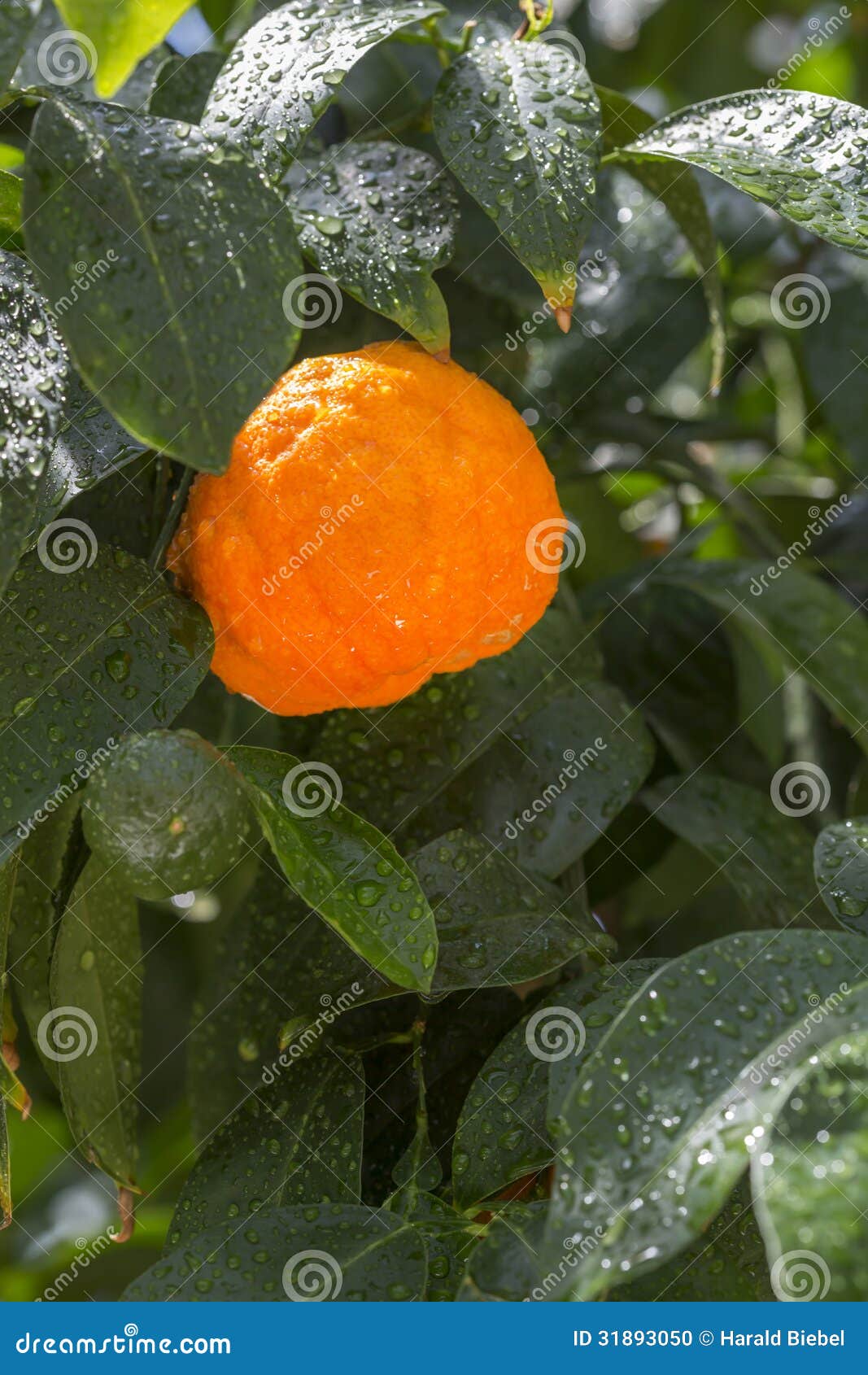 Aurantium citrus fruits stock photo. Image of closeup - 31893050