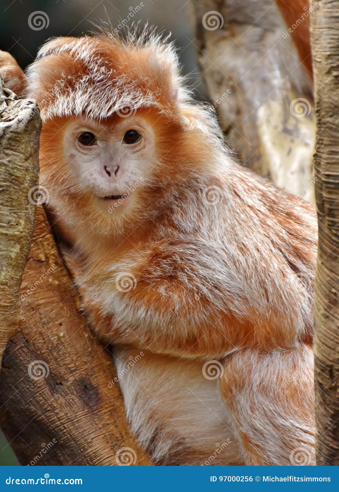 Auratus Di Javan Lutung - Di Trachypithecus Fotografia Stock - Immagine ...