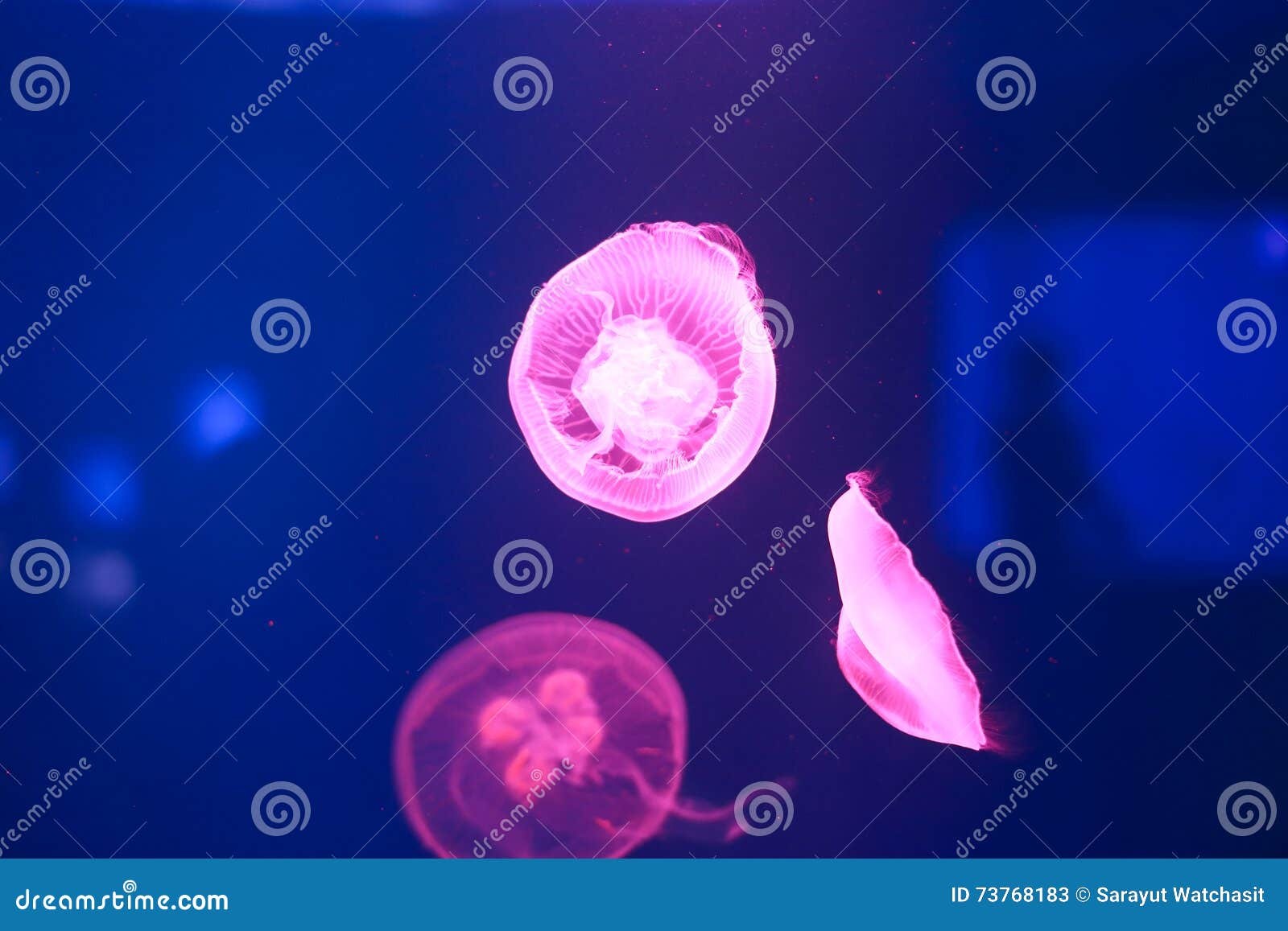Aurelia Aurita O Meduse Della Luna Immagine Stock - Immagine di ...