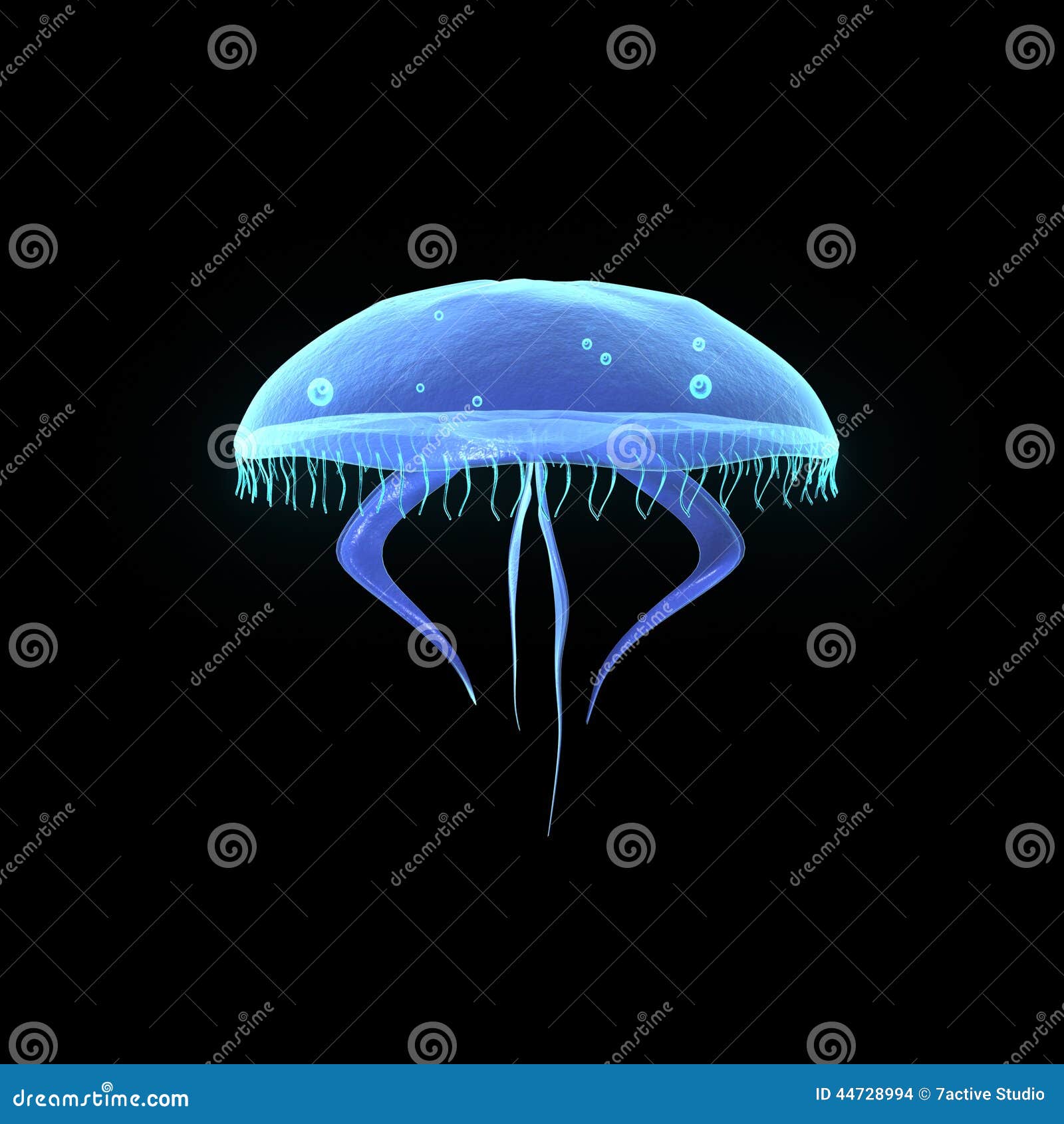 Aurelia stock photo. Image of float, close, fish, cnidaria - 44728994