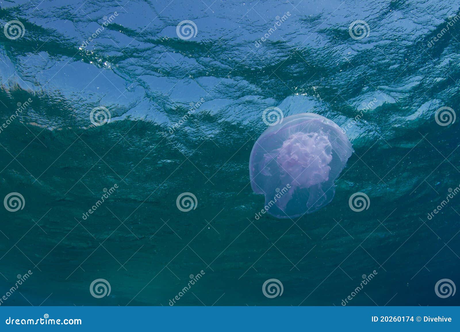 Aurelia jellyfish stock photo. Image of coral, dahab - 20260174