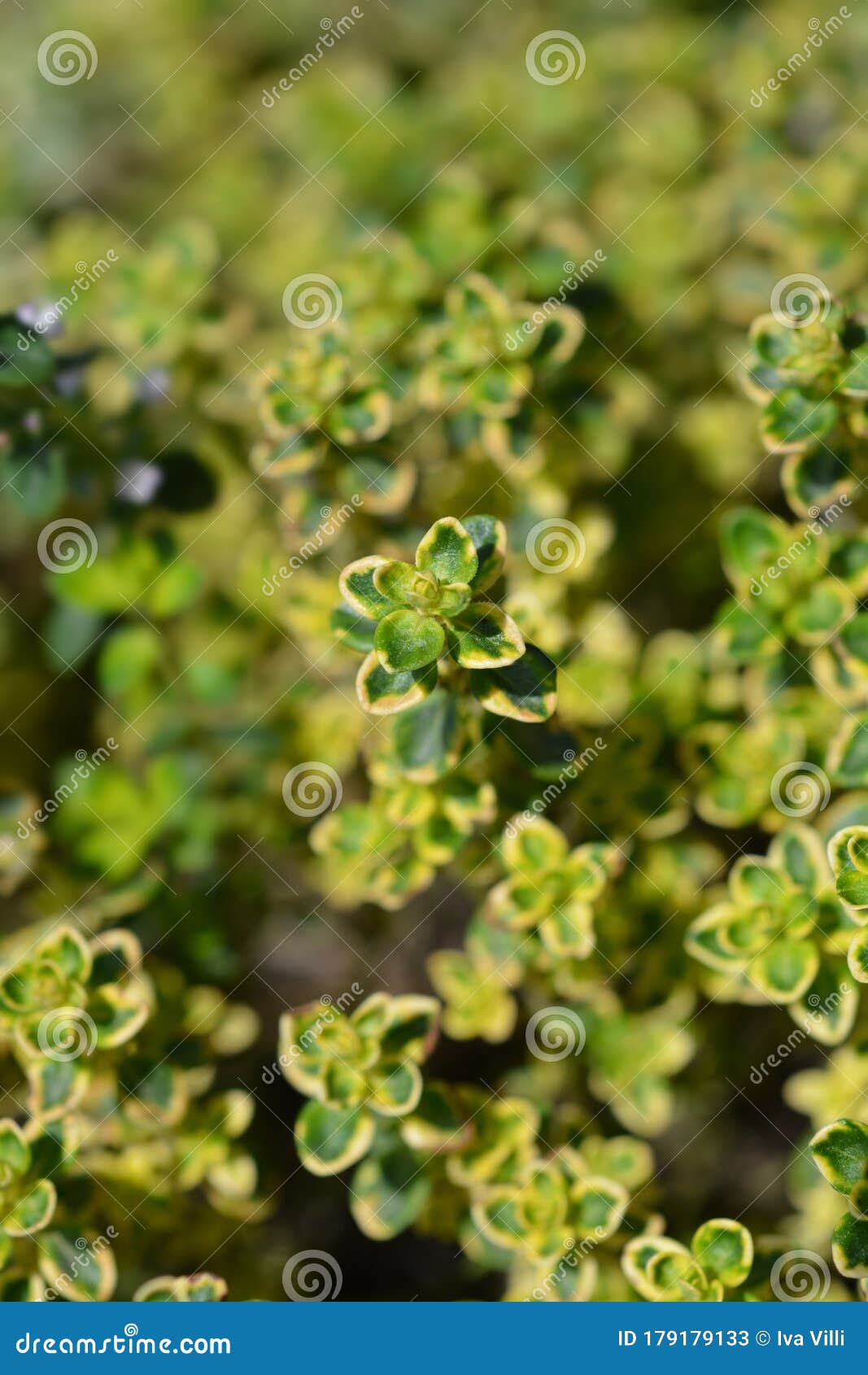 Aureus Lemon Thyme stock image. Image of citriodorus - 179179133