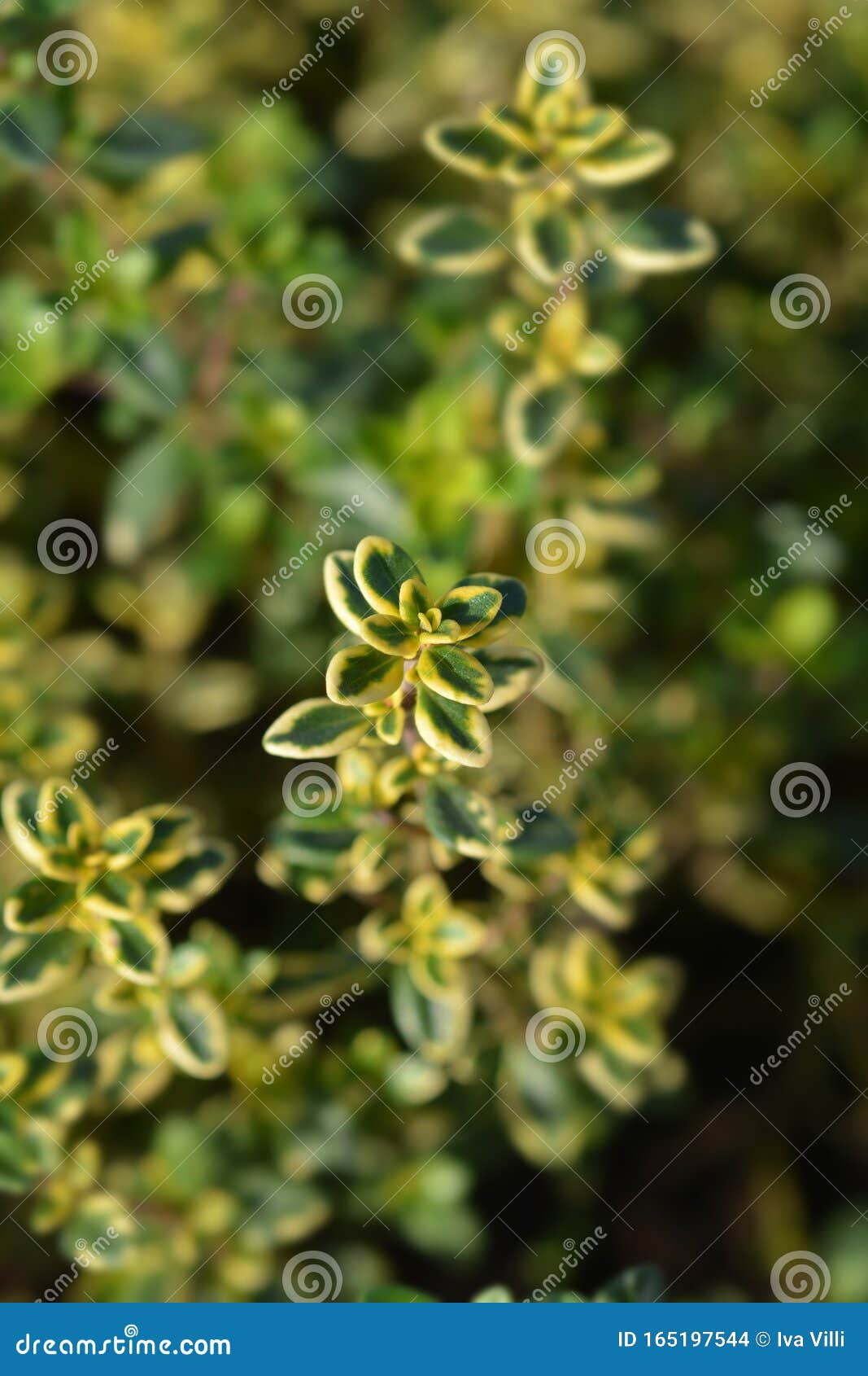 Aureus Lemon Thyme stock photo. Image of nature, aureus - 165197544 Aureus Lemon Thyme stock photo. Image of nature, aureus - 165197544