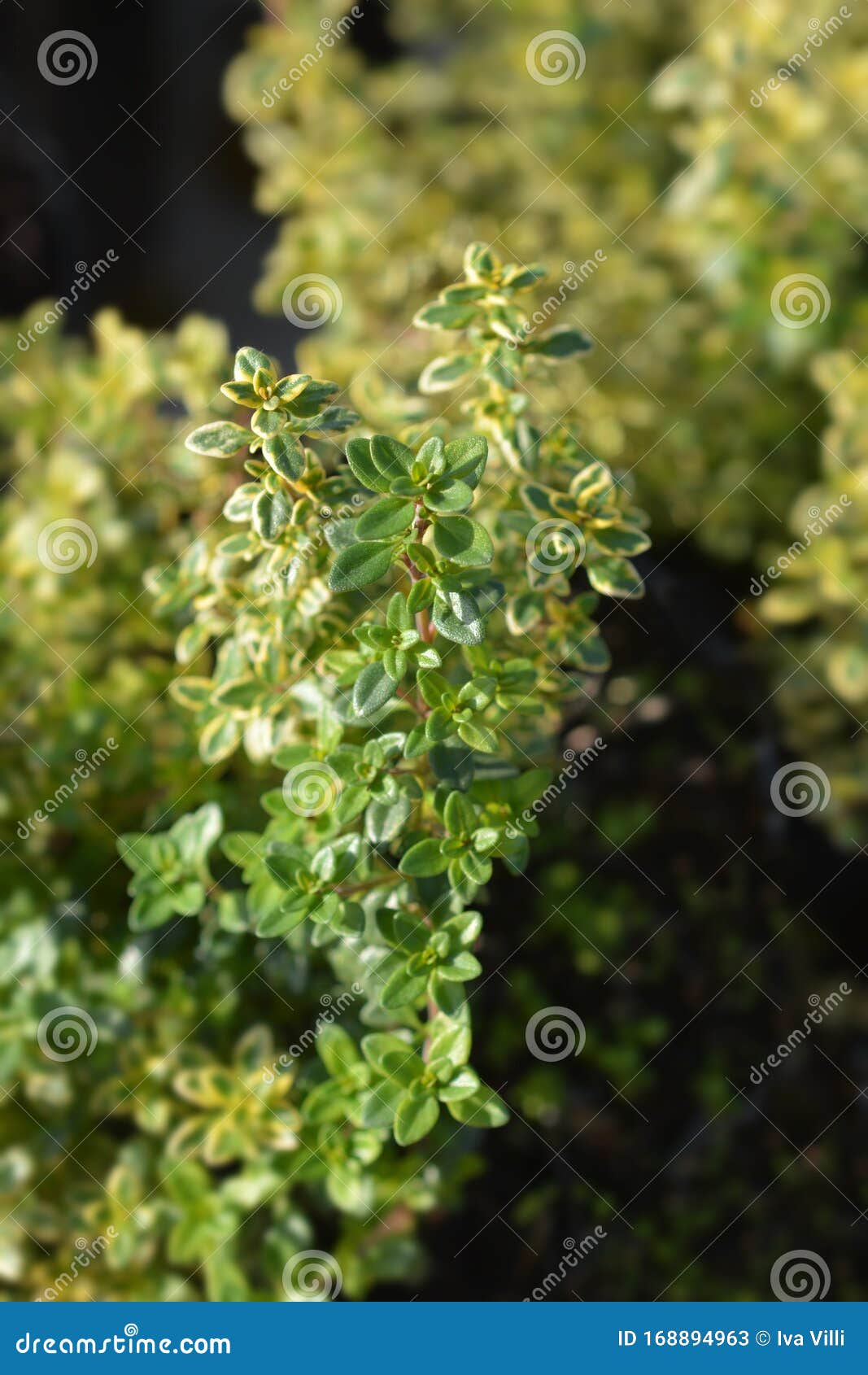Aureus Lemon Thyme stock image. Image of outdoors, thymus - 168894963 Aureus Lemon Thyme stock image. Image of outdoors, thymus - 168894963