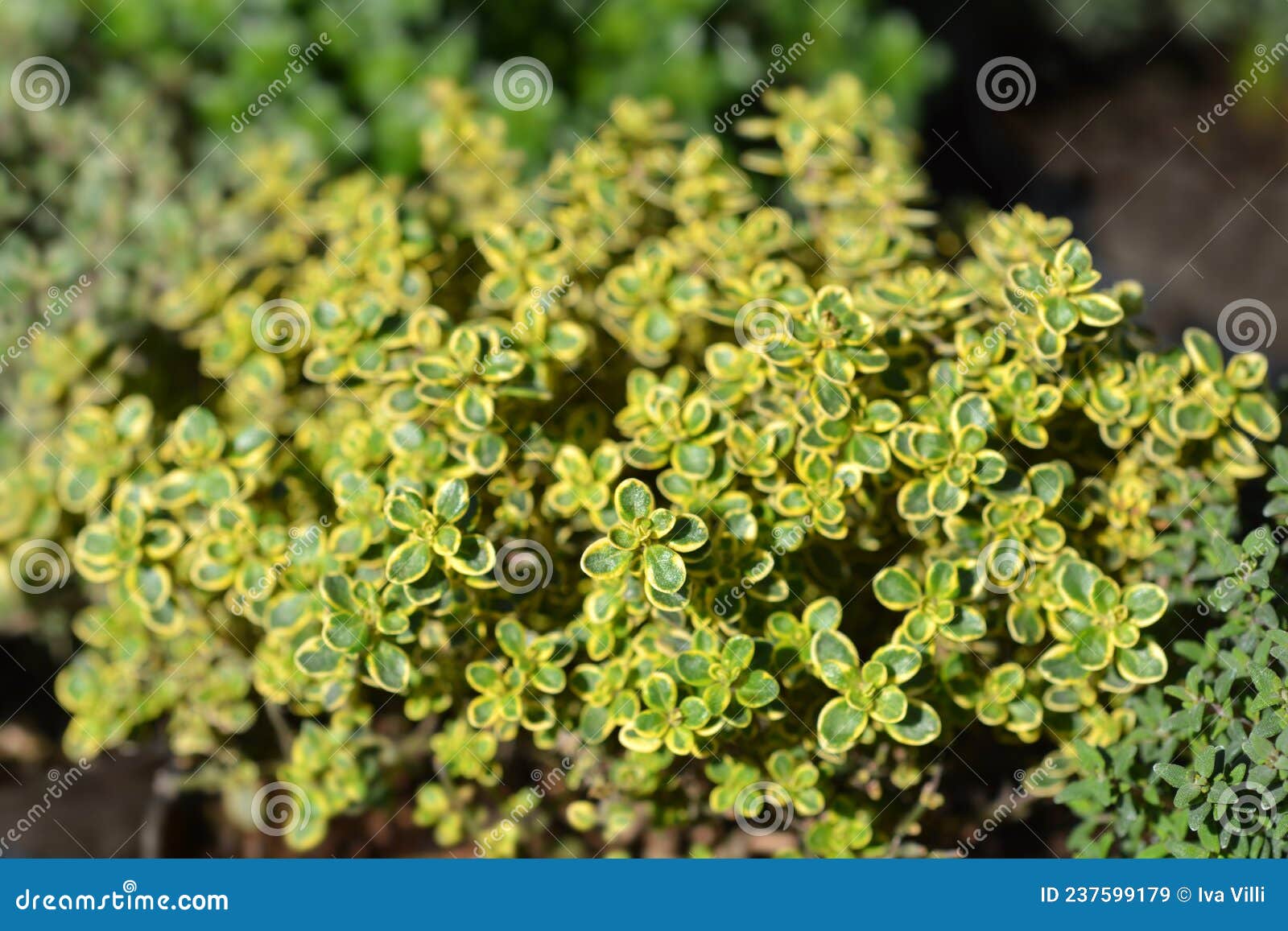 Aureus Lemon Thyme stock image. Image of close, scented - 237599179 Aureus Lemon Thyme stock image. Image of close, scented - 237599179