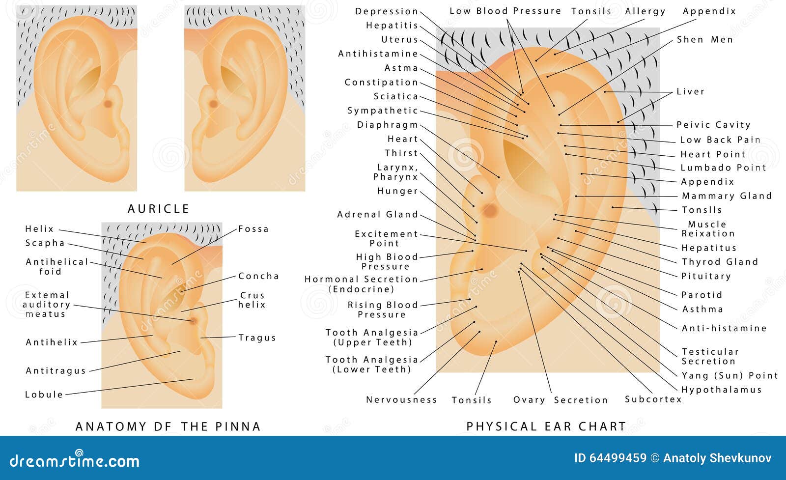 Auricle ilustração do vetor. Ilustração de anatomia, beleza - 64499459