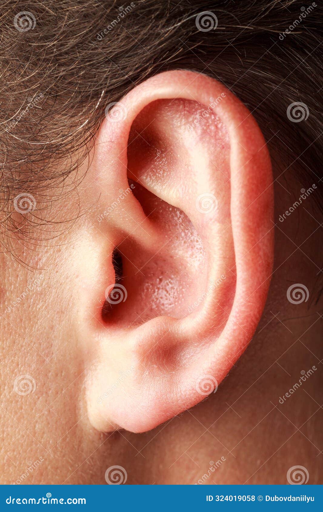 Auricle, Human Outer Ear, External Auditory Canal, Structure of the ...