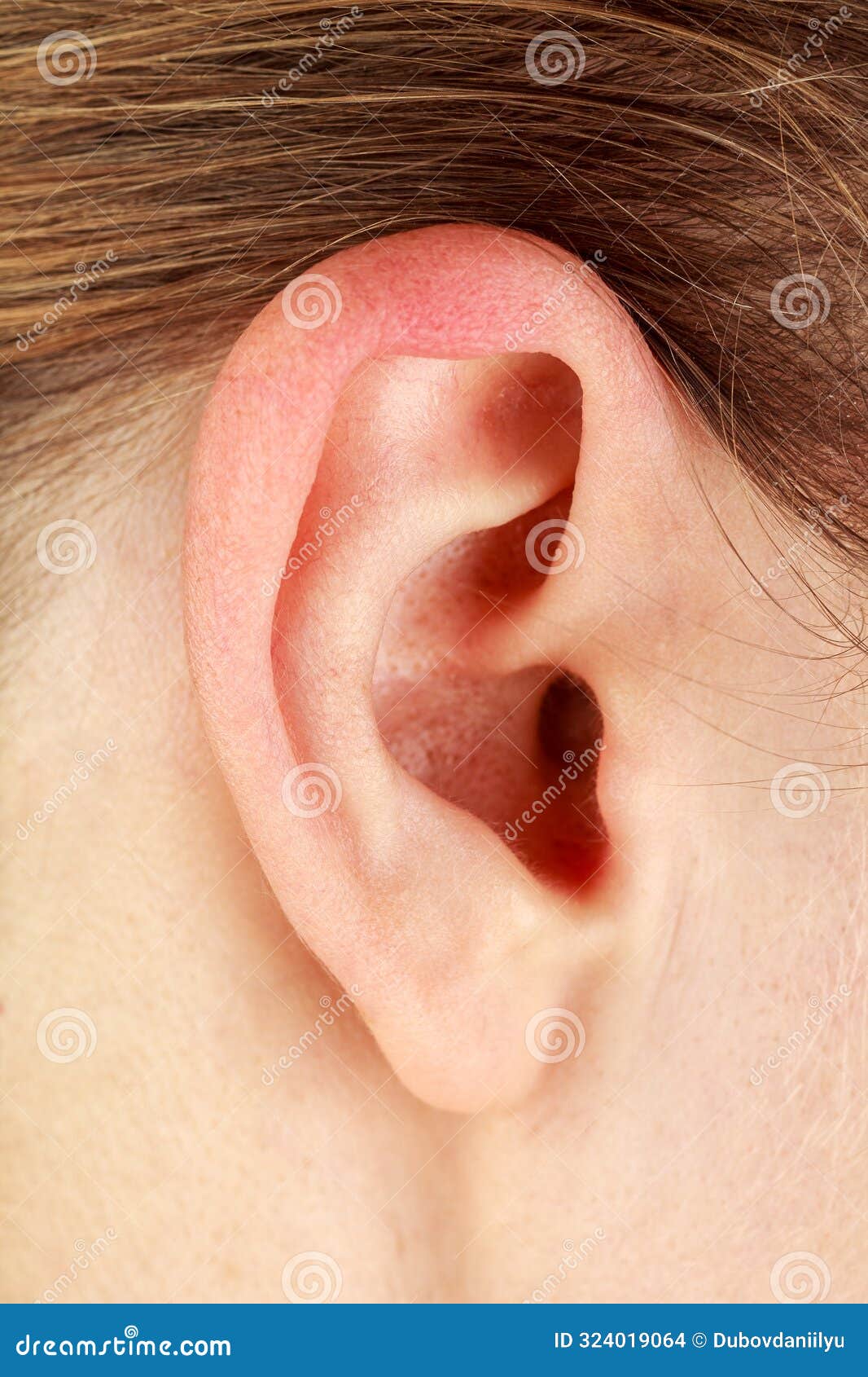 Ear, Auricle - The Human Outer Ear Anatomy Stock Photo | CartoonDealer ...