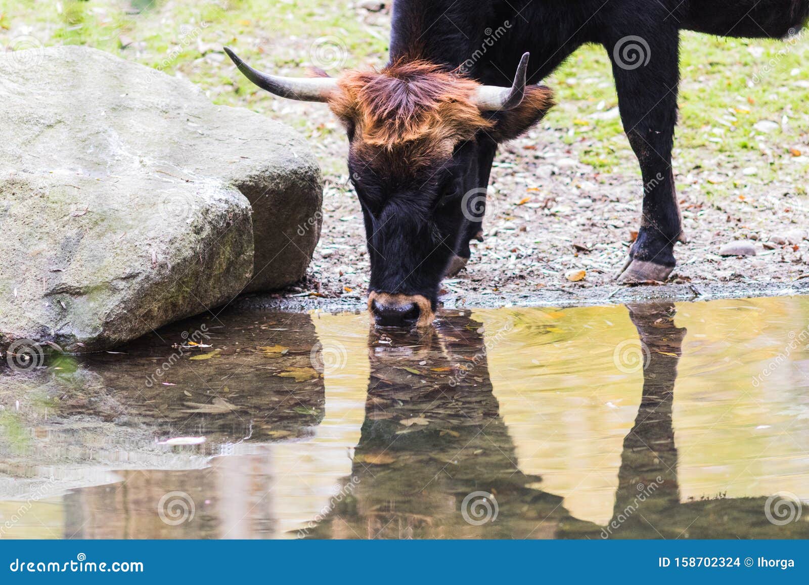 The Auroch Also Urus Bos Primigenius Stock Photo - Image of natural ...