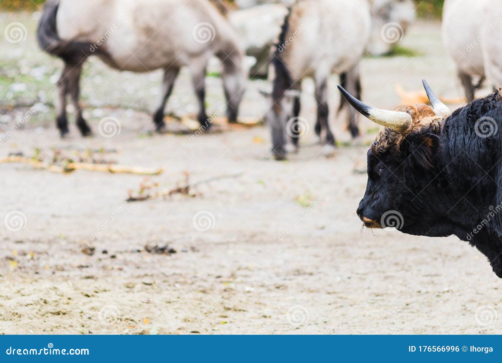 The Auroch Also Urus Bos Primigenius Stock Photo - Image of ancient ...