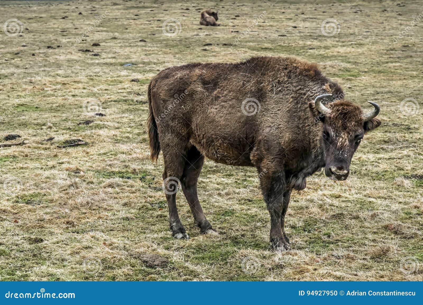 Auroch stock photo. Image of wild, animal, europe, large - 94927950