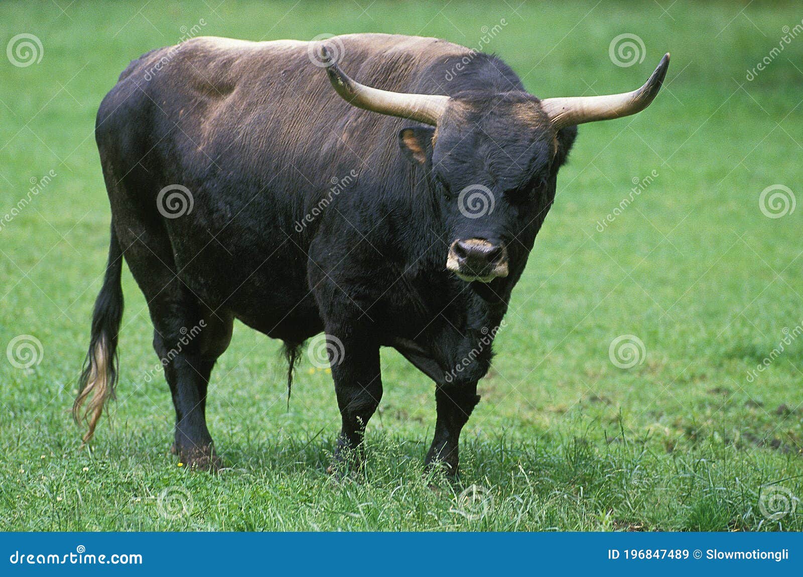 Auroch or Urus, Bos Primigenius, Bull Stock Image - Image of adult ...