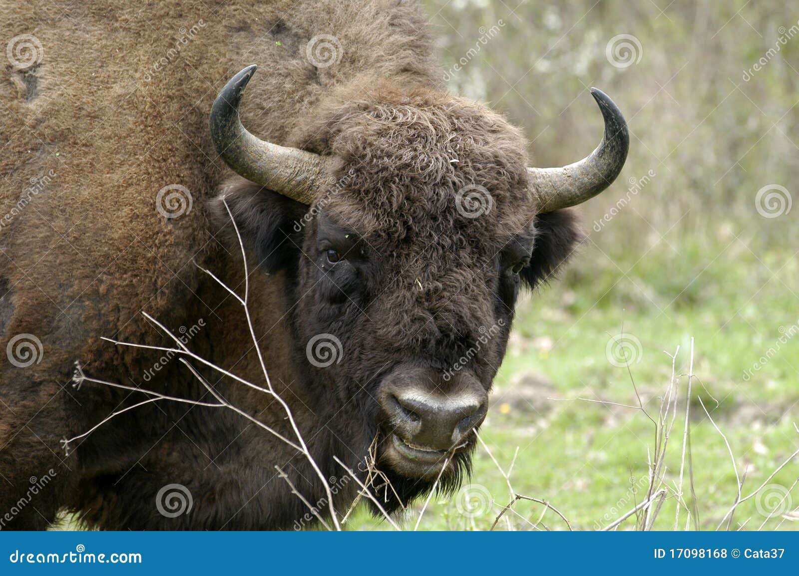 Aurochs stock photo. Image of buffalo, european, park - 17098168