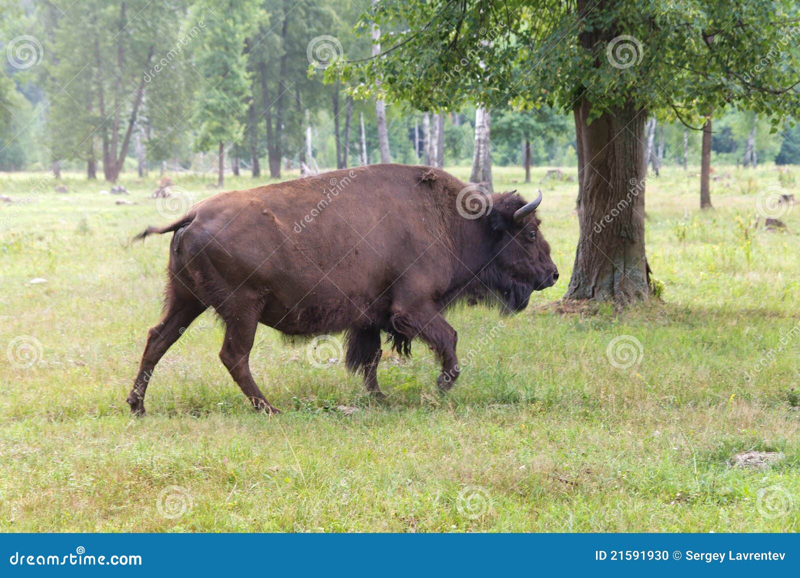 Aurochs stock photo. Image of horns, bison, wood, outdoors - 21591930