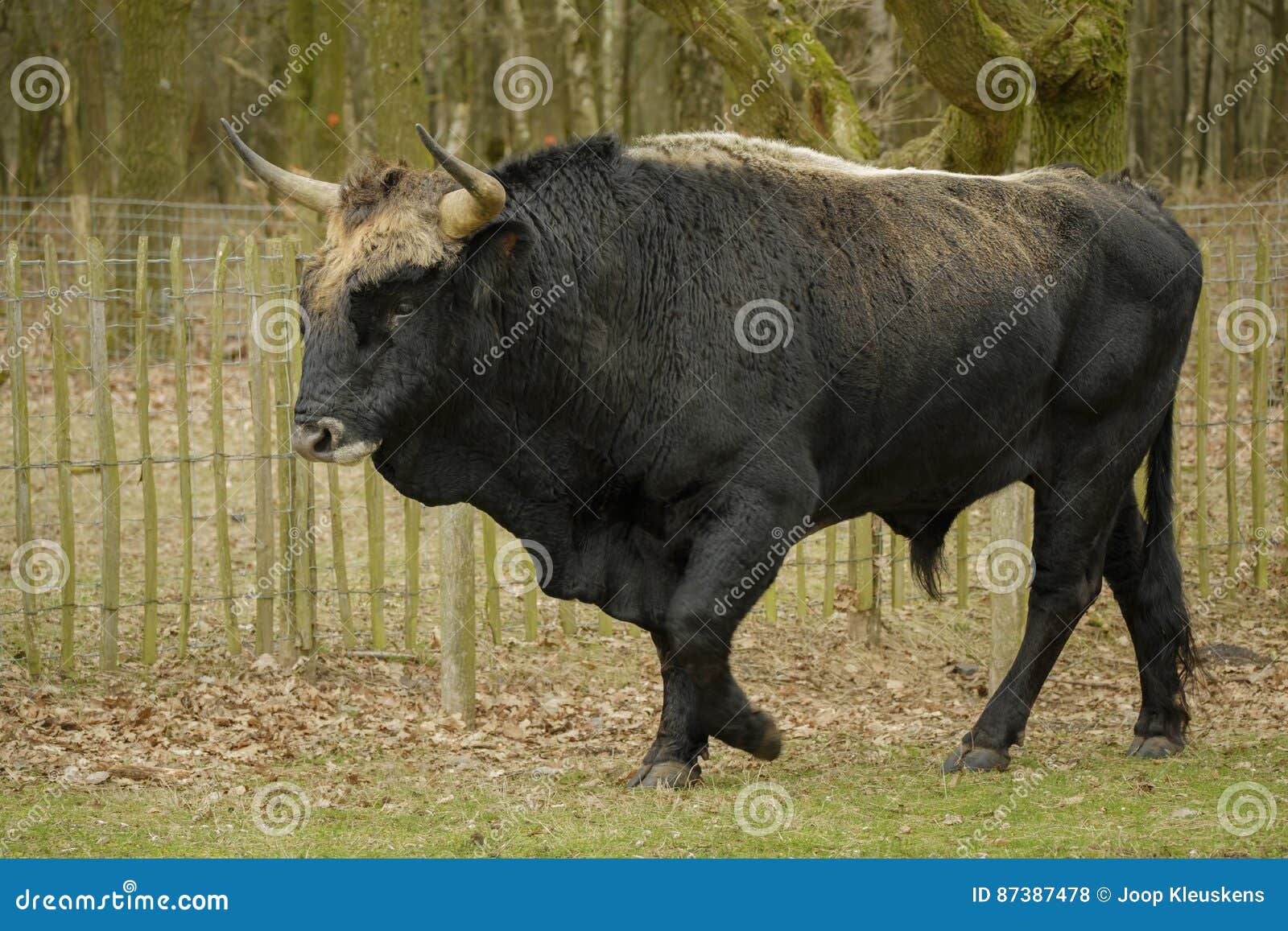 Aurochs Animal Bos Primigenius Royalty-Free Stock Photo | CartoonDealer ...