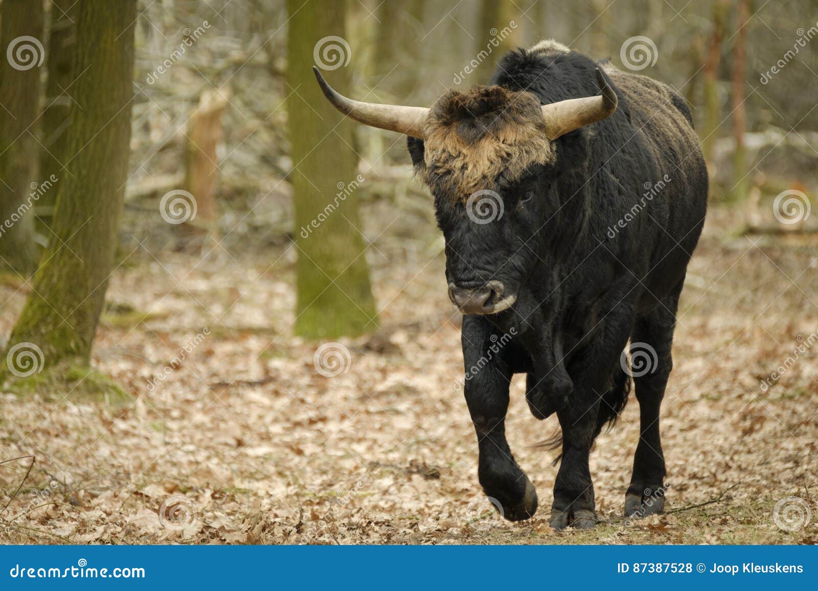 Aurochs Animal Bos Primigenius Royalty-Free Stock Photo | CartoonDealer ...