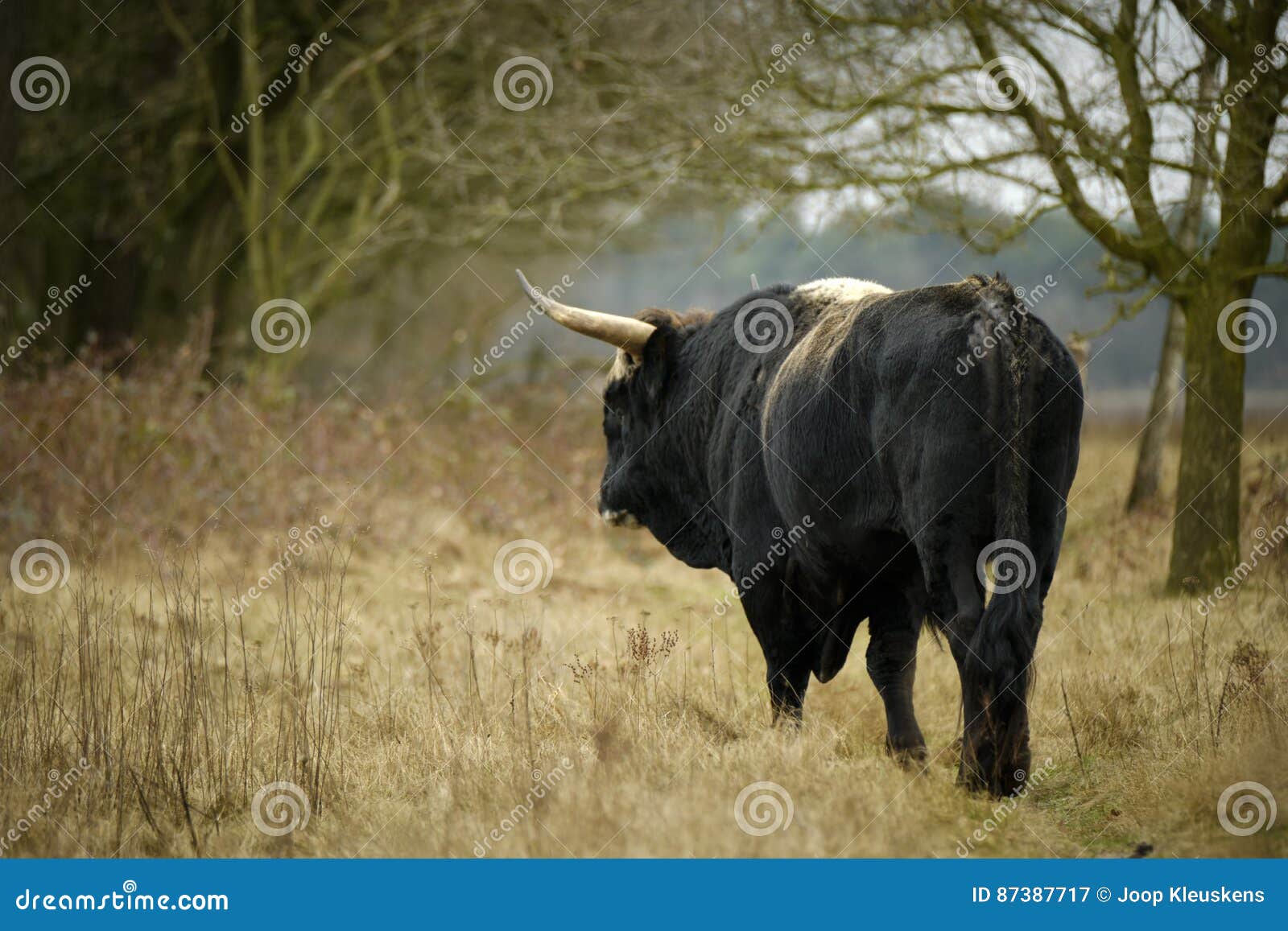 Aurochs Animal Bos Primigenius Stock Image - Image of breed, bully ...
