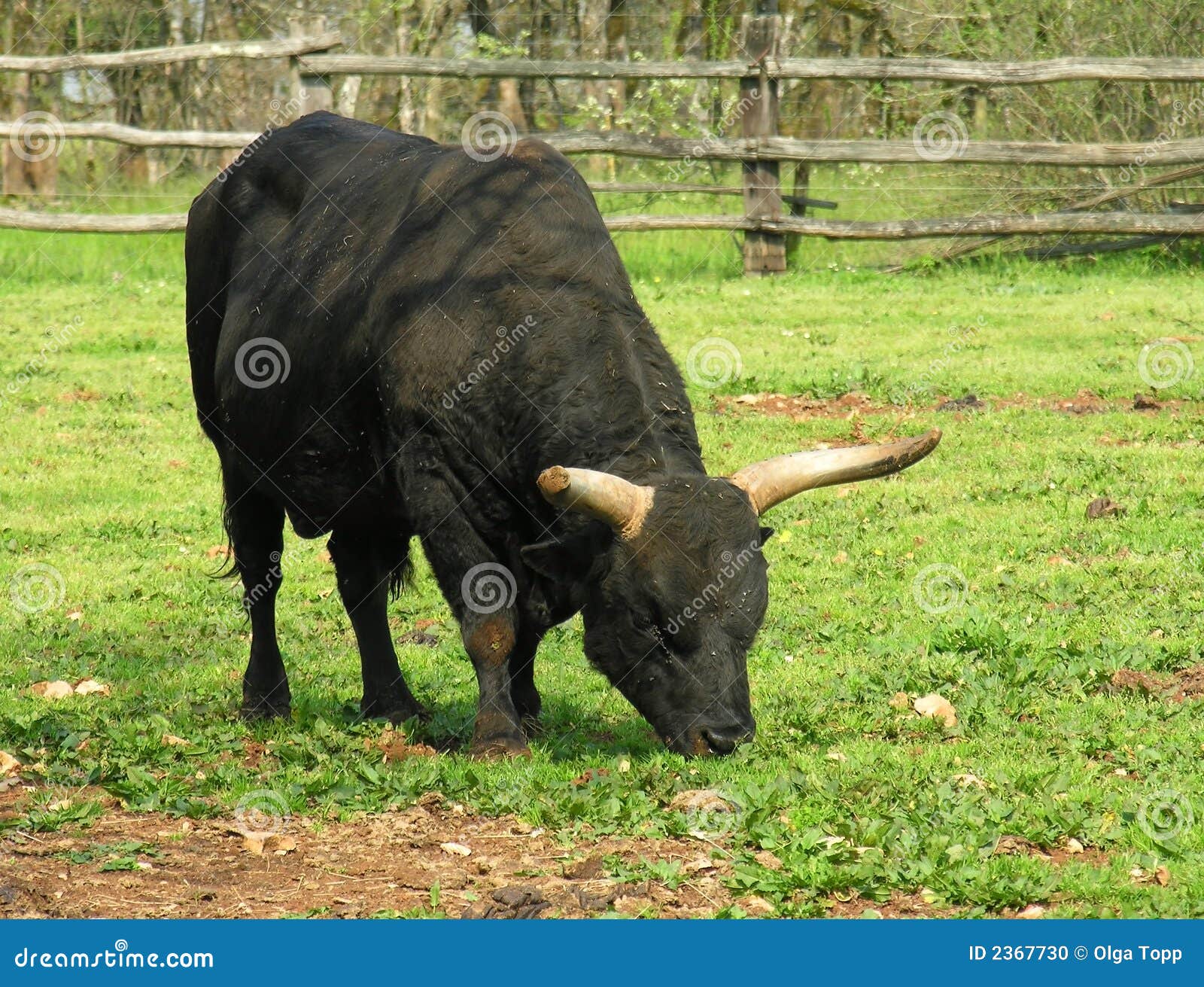 Aurochs Bull stock photo. Image of grass, bull, farming - 2367730